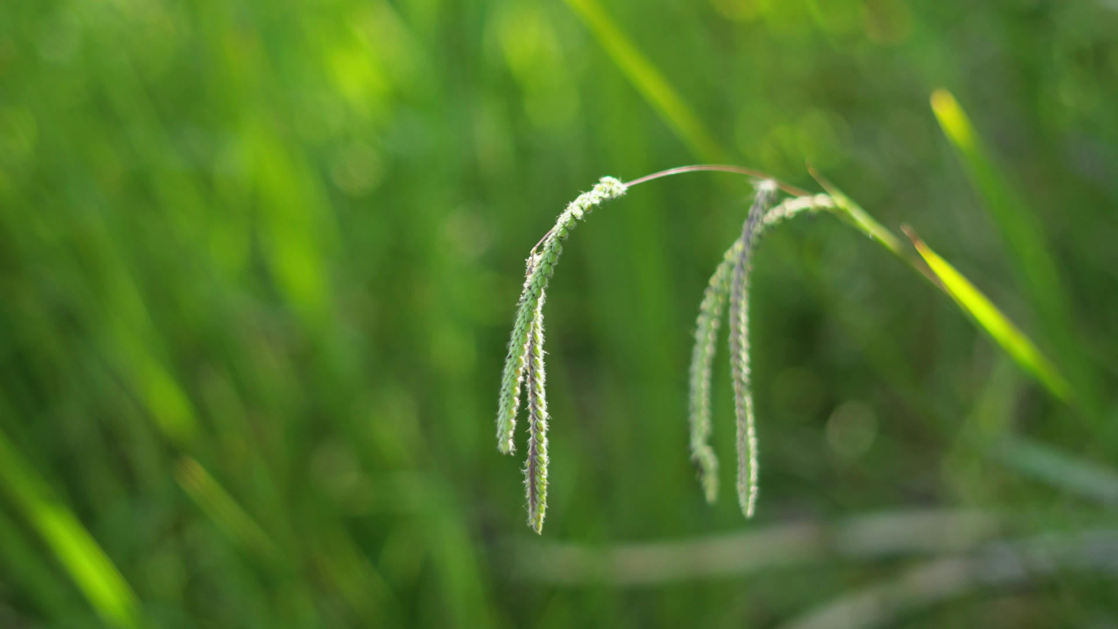 Short Clips Videos, Download The BEST Free 4k Stock Video Footage ...