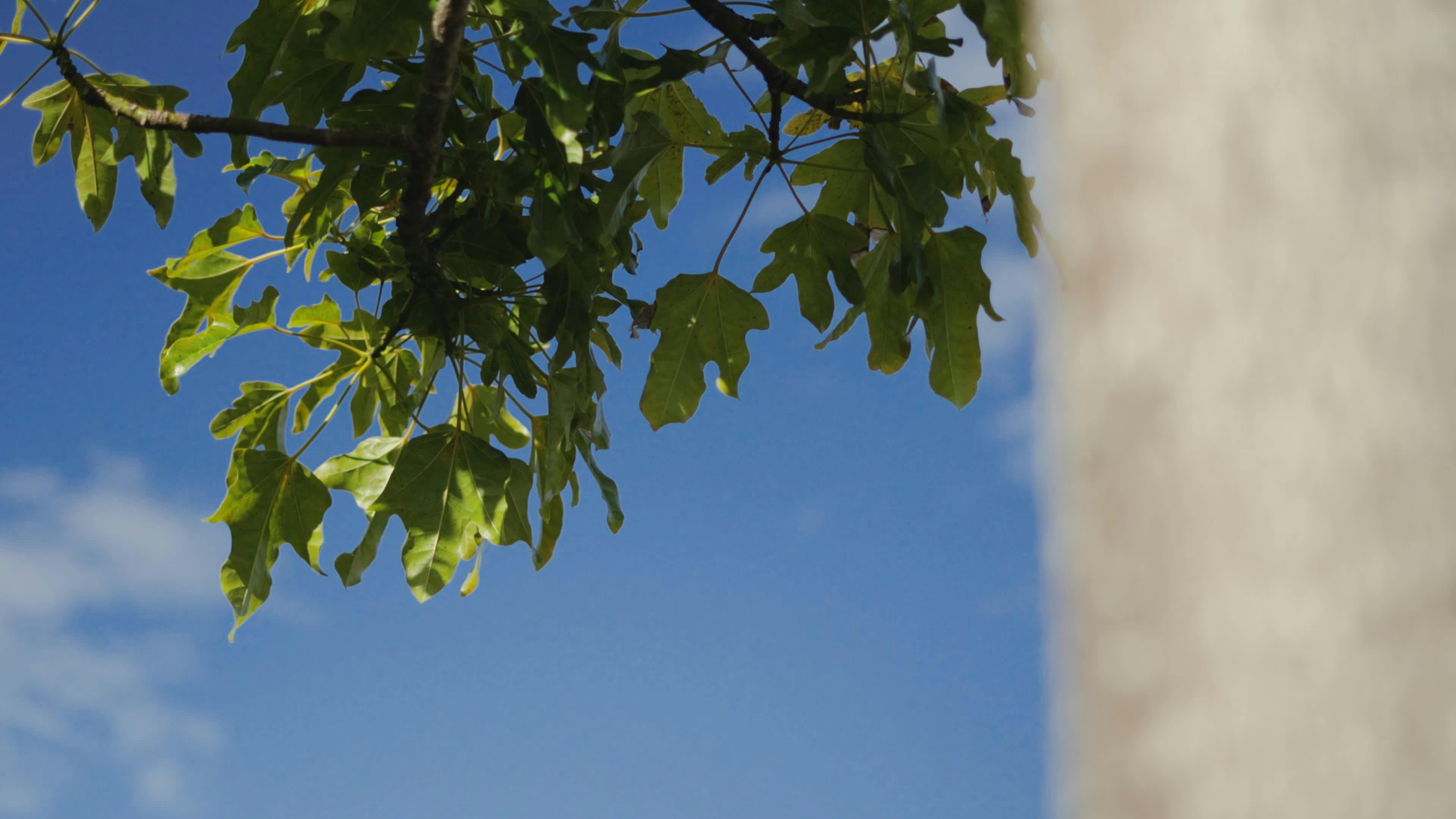 Short Clips Videos, Download The BEST Free 4k Stock Video Footage ...