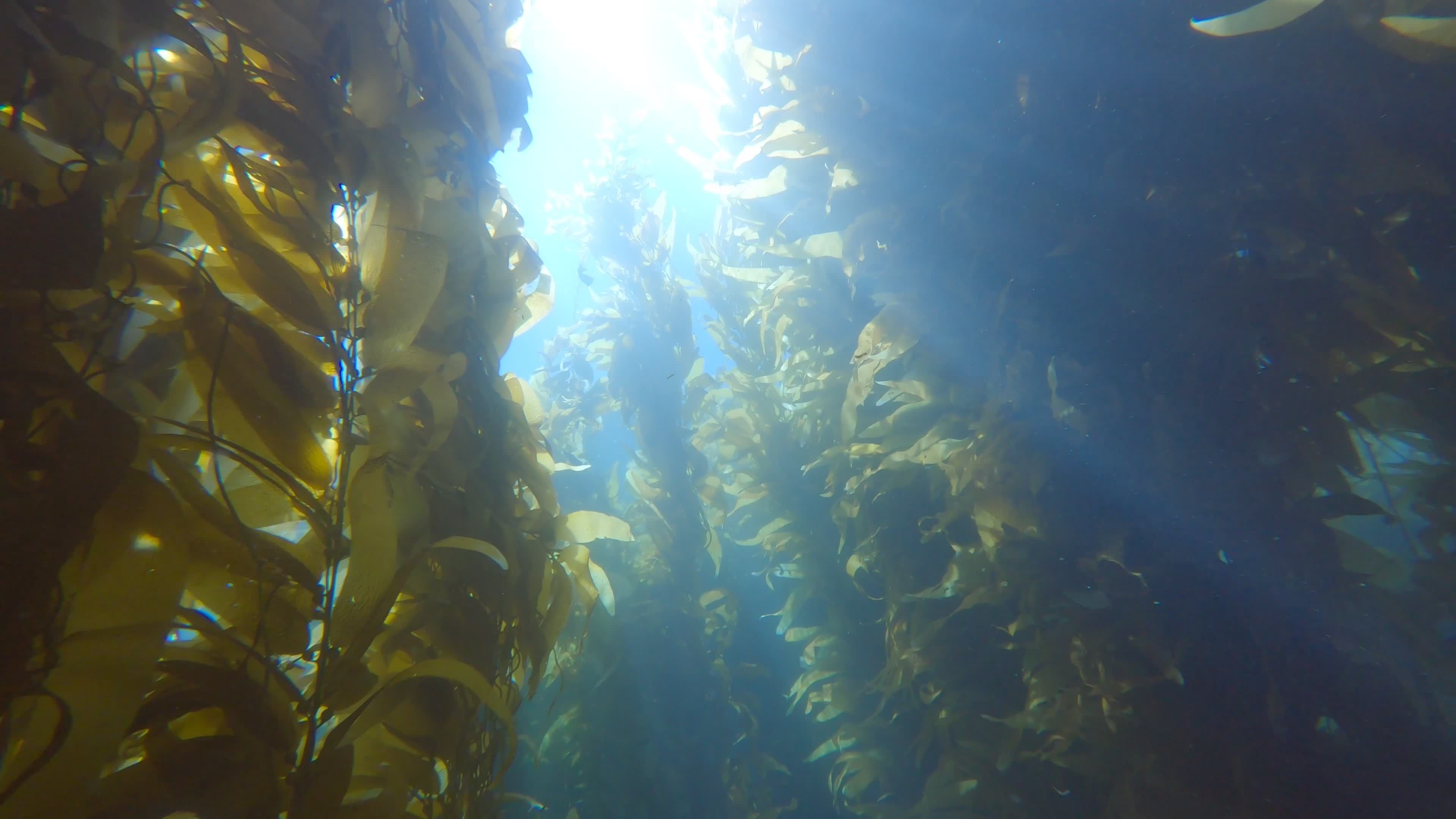 Vibrant Underwater Kelp Forest Exploration Free Stock Video Footage ...