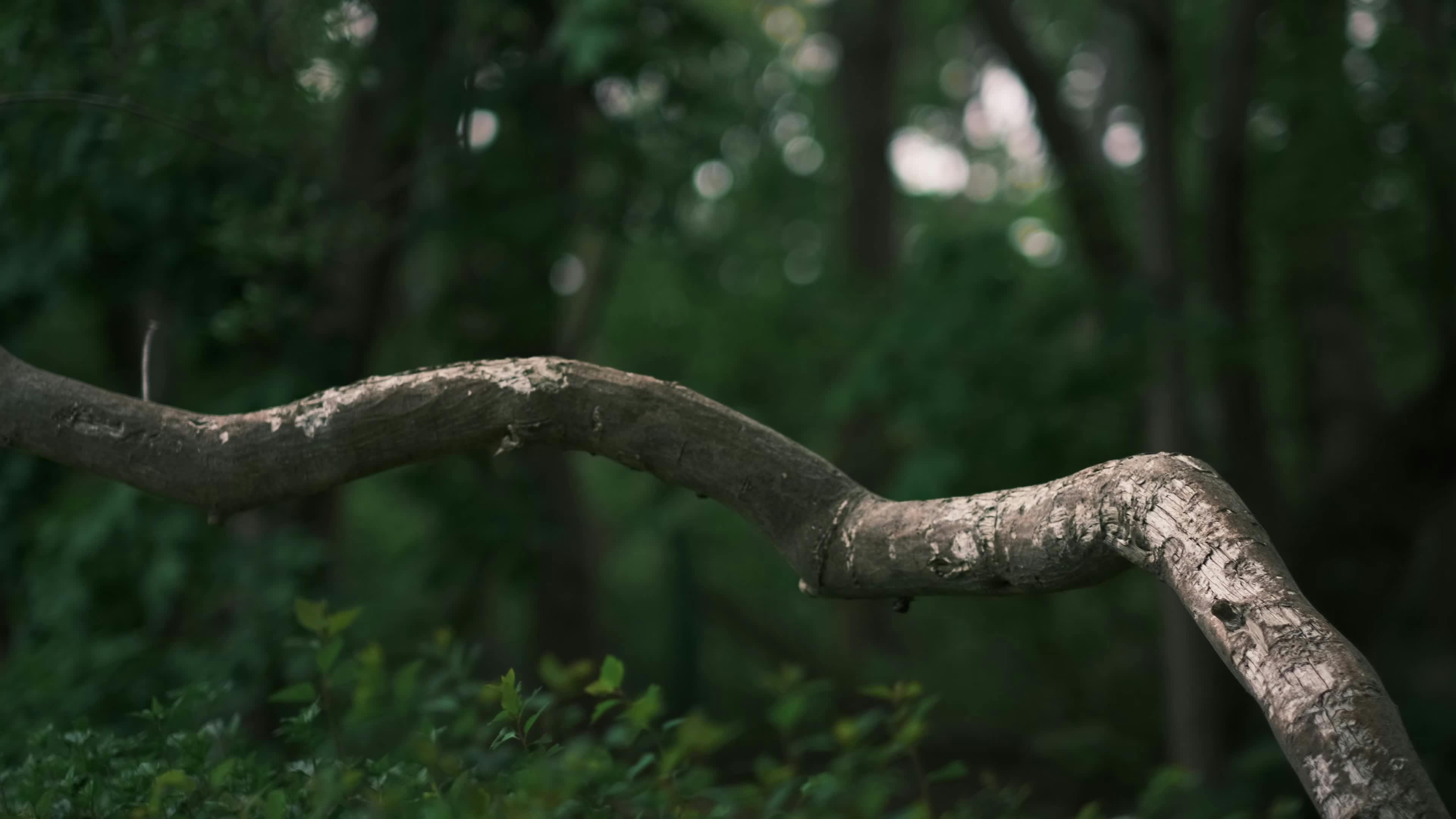 Serenity in a Crooked Forest Branch Free Stock Video Footage, Royalty ...