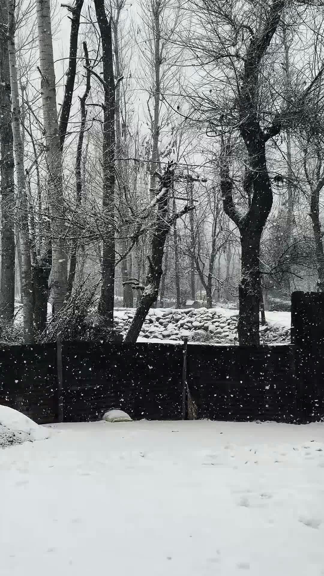 Winter Wonderland Snowfall in Serene Forest Free Stock Video Footage ...