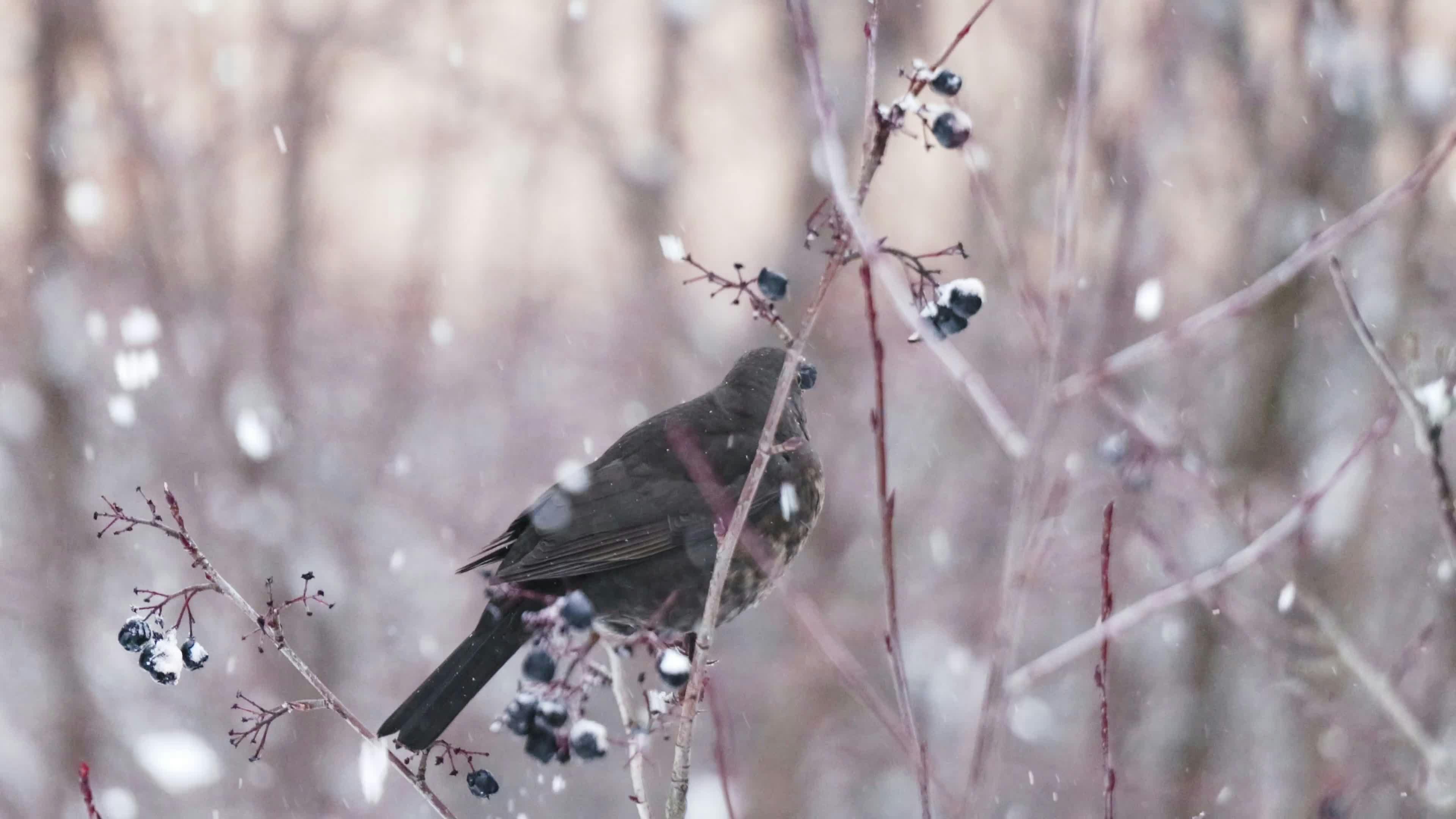 Moeder Bird Videos, Download The BEST Free 4k Stock Video Footage ...