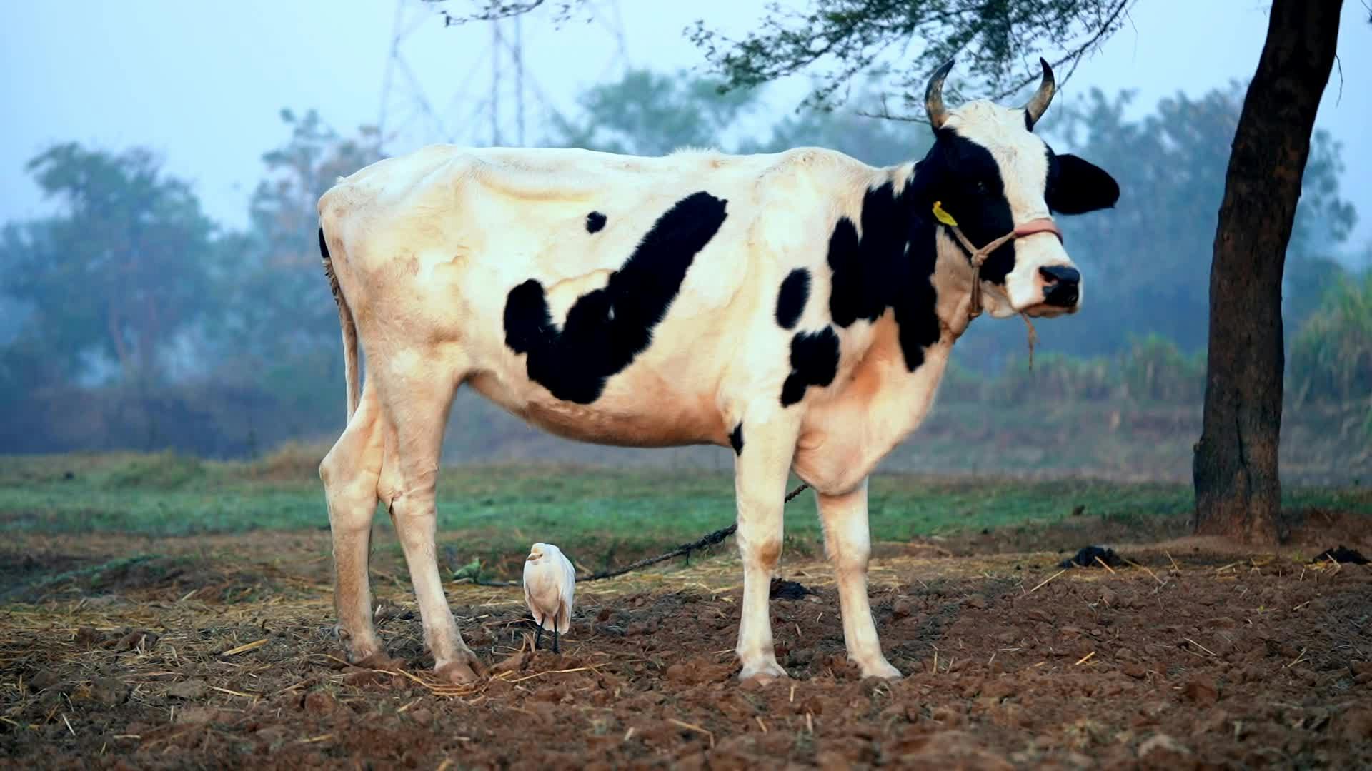 Los mejores 300+ vídeos de Bose และตึกอิฐอะไร · Banco de Imágenes ...