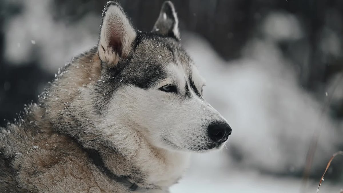 Husky Videos, Download The BEST Free 4k Stock Video Footage & Husky HD ...