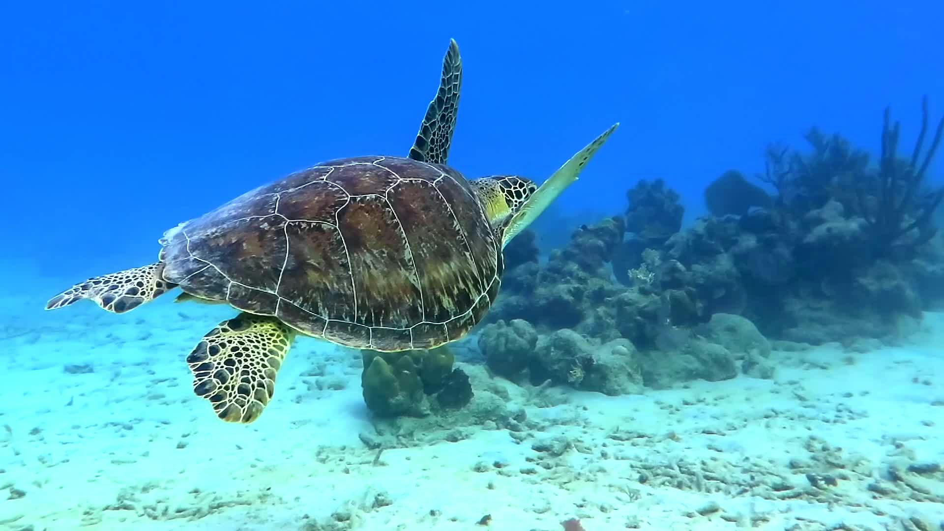 Underwater Turtle Wallpaper Videos, Download The BEST Free 4k Stock ...