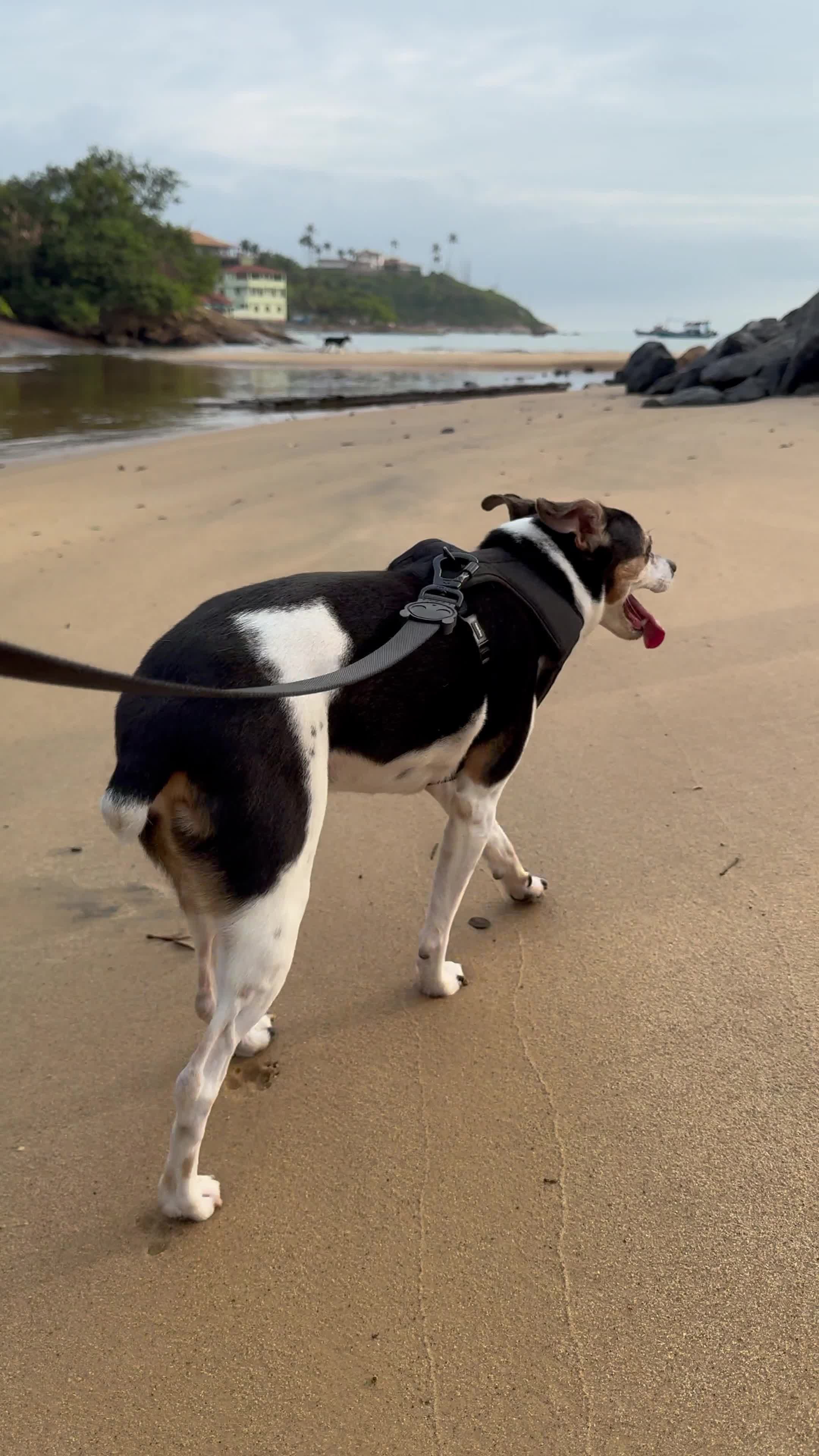 Dog Walking by the Ocean on a Sandy Beach Free Stock Video Footage ...