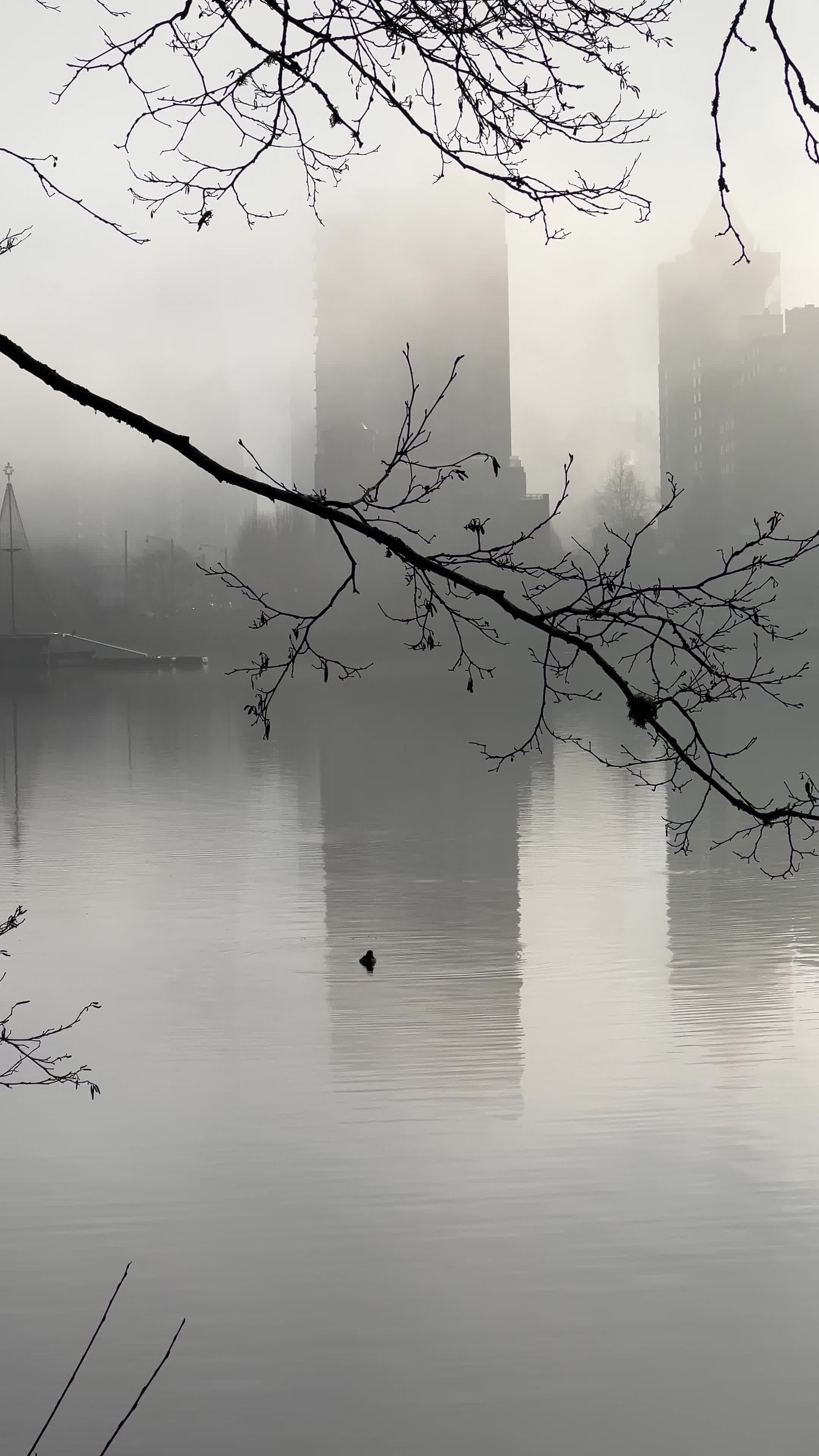 Fog Baligi Videos, Download The BEST Free 4k Stock Video Footage & Fog ...