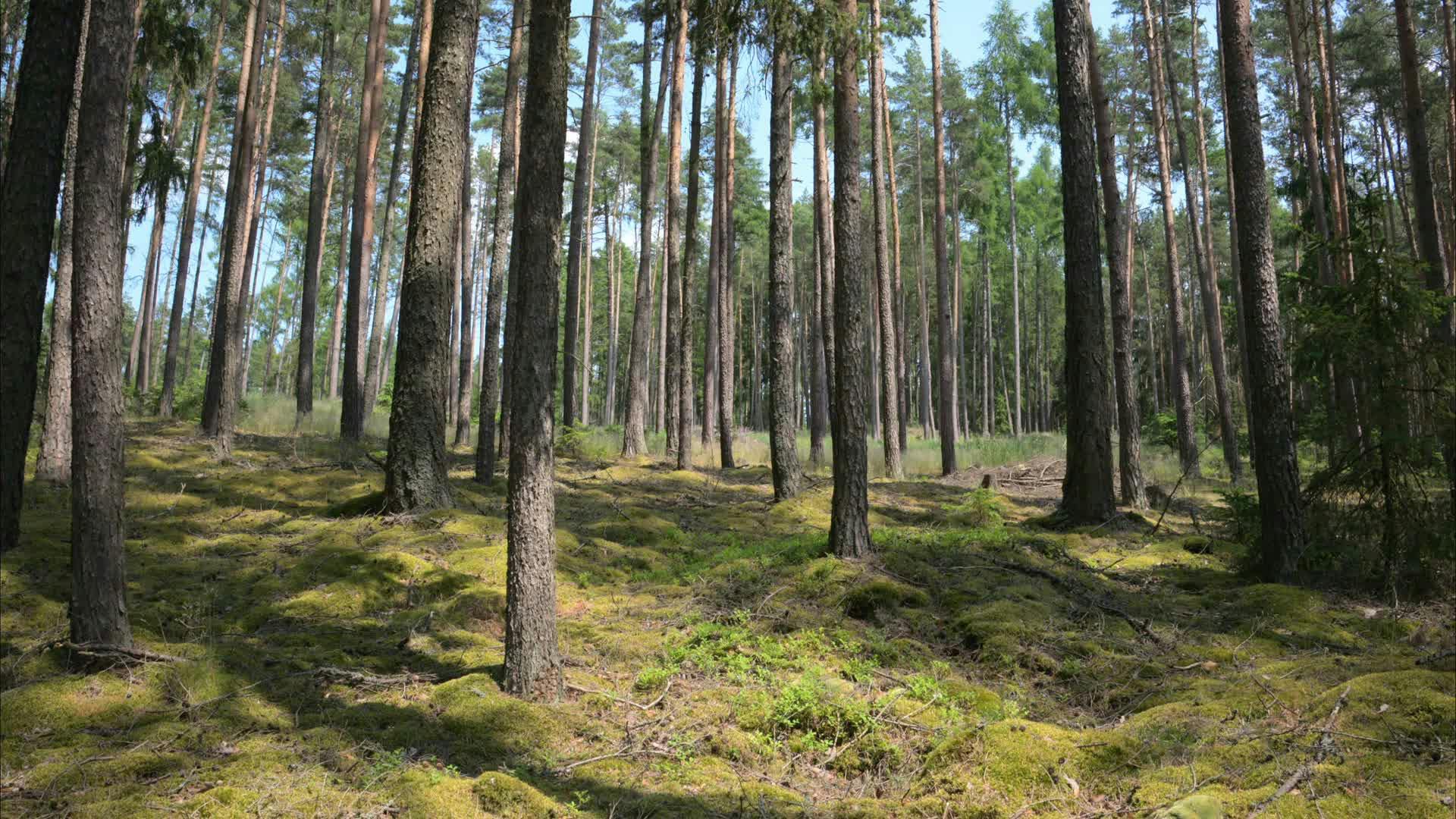 Tree Cb Background Videos, Download The BEST Free 4k Stock Video ...