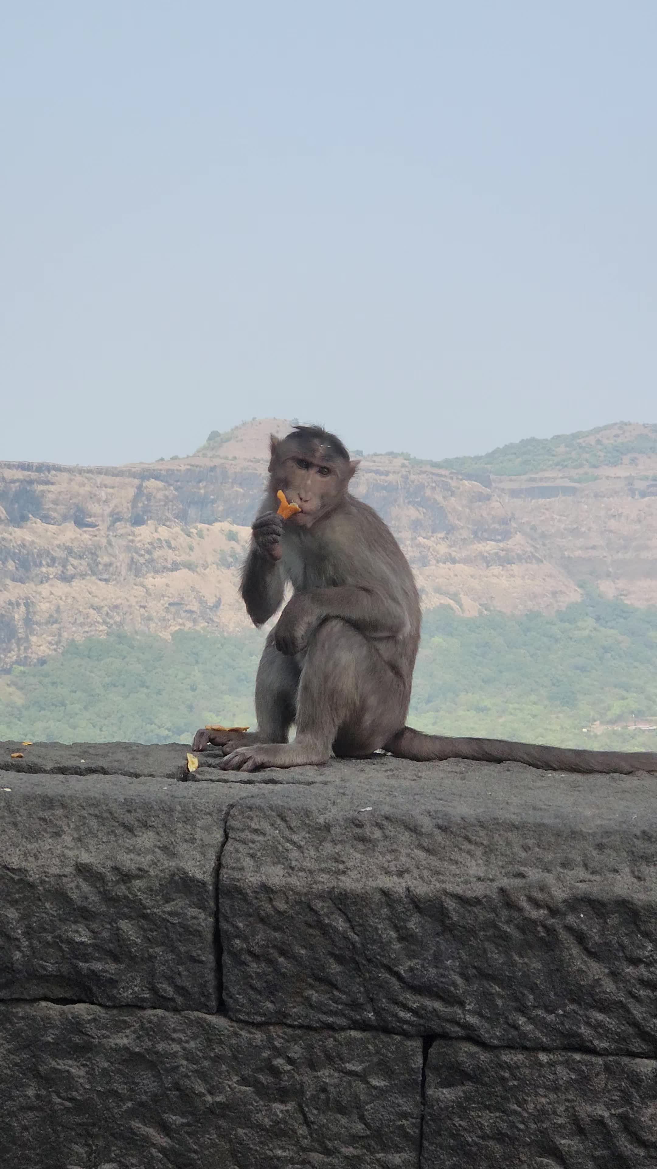 Smoking Weed Monkey Wallpaper Videos, Download The BEST Free 4k Stock ...