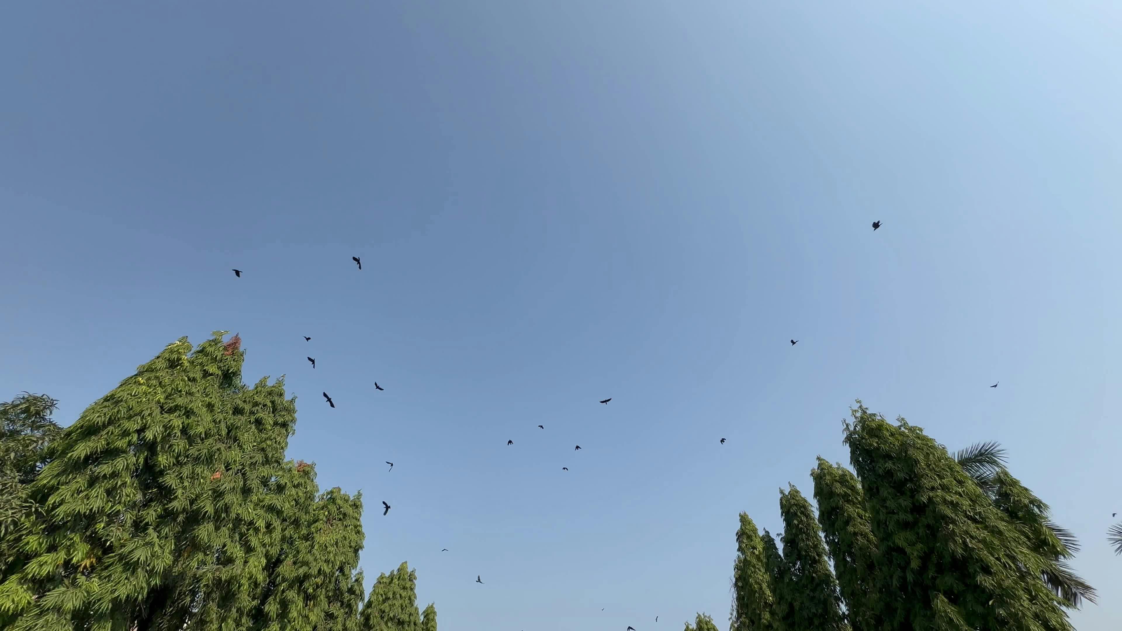 Migrate Videos, Download The BEST Free 4k Stock Video Footage & Migrate ...