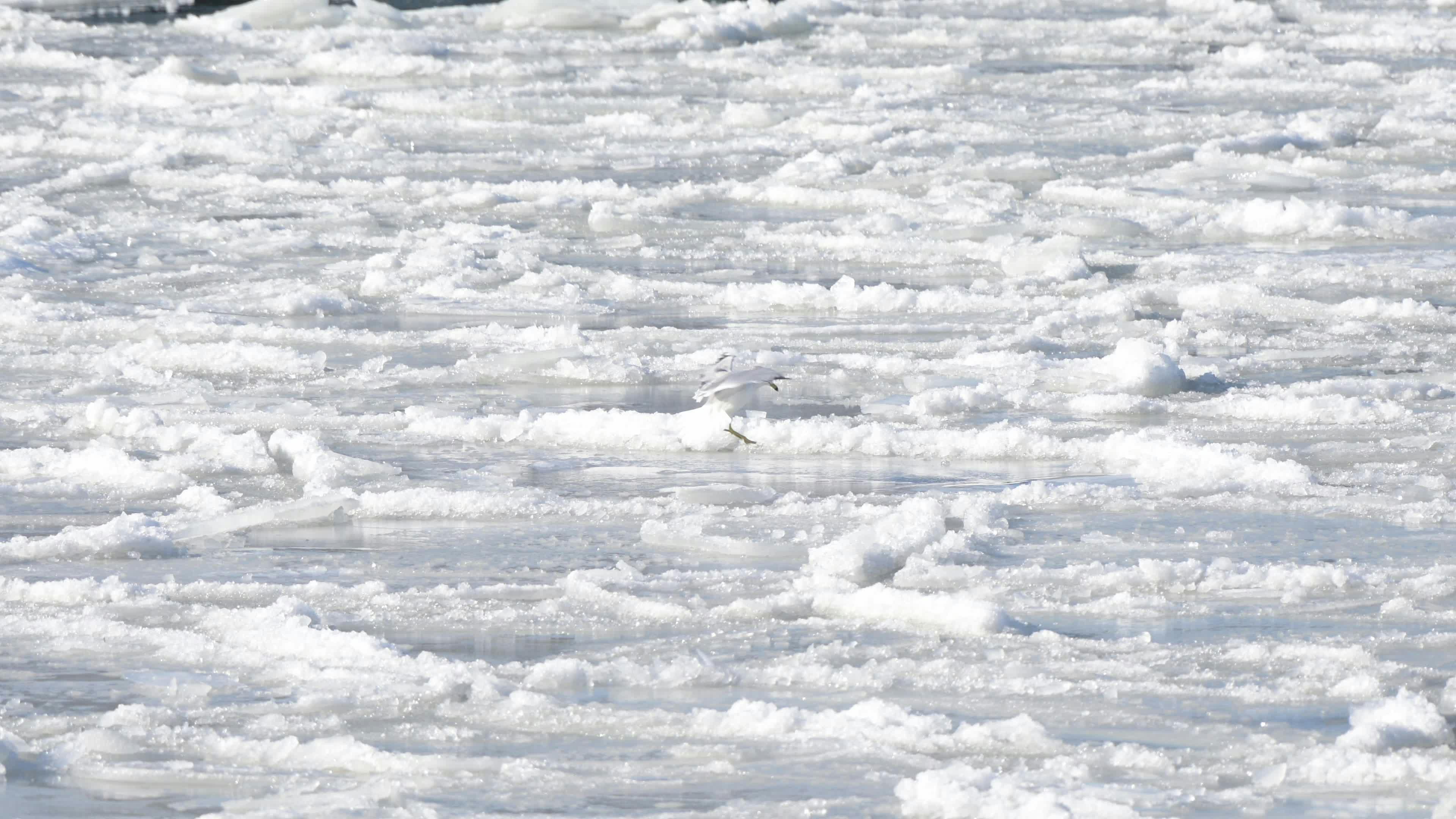 Nyc Winter Scenes Videos, Download The BEST Free 4k Stock Video Footage ...