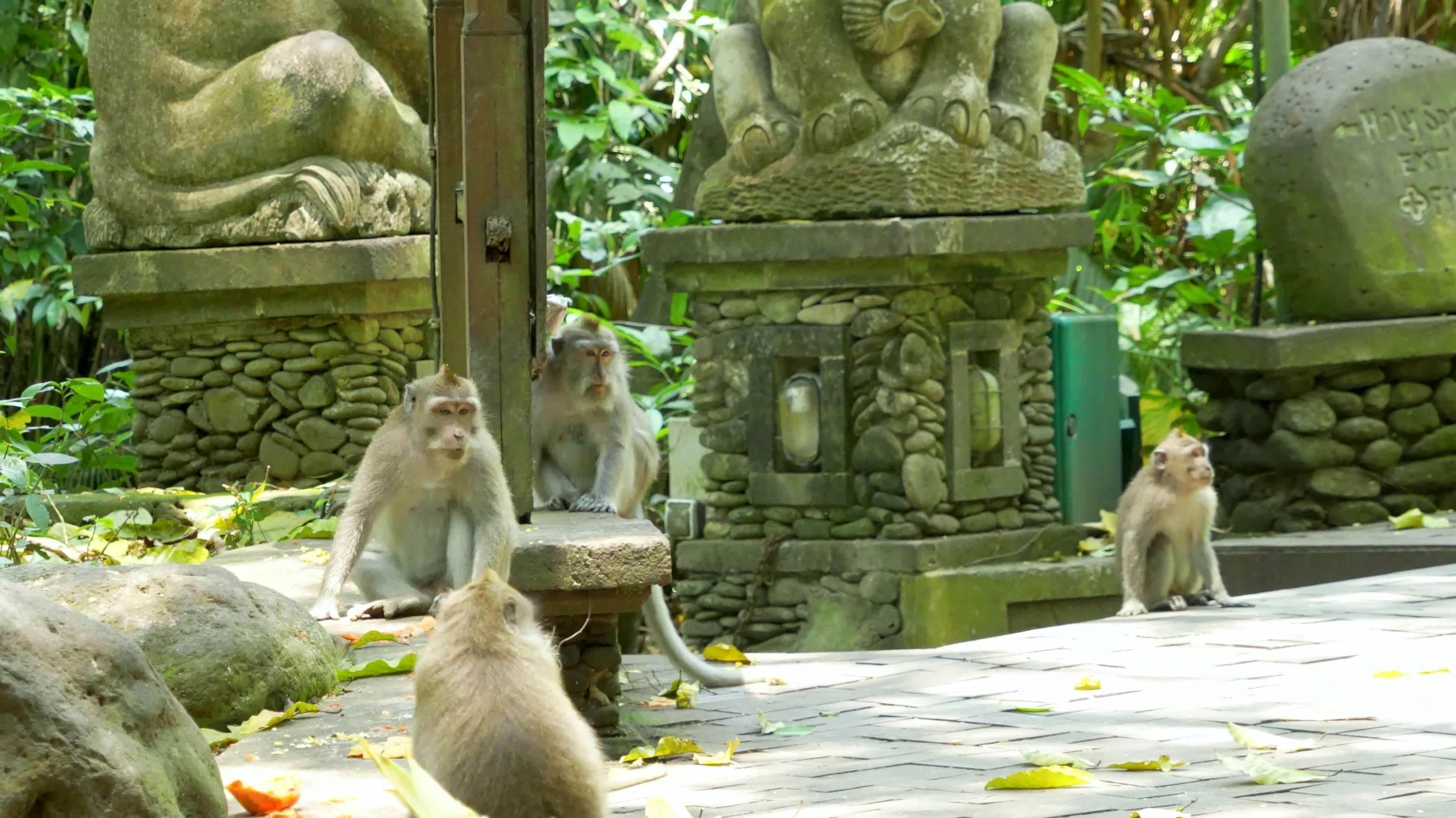 Captivating Family of Monkeys in Bali Jungle Free Stock Video Footage ...