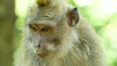 Laughing Monkey Videos, Download The BEST Free 4k Stock Video Footage ...