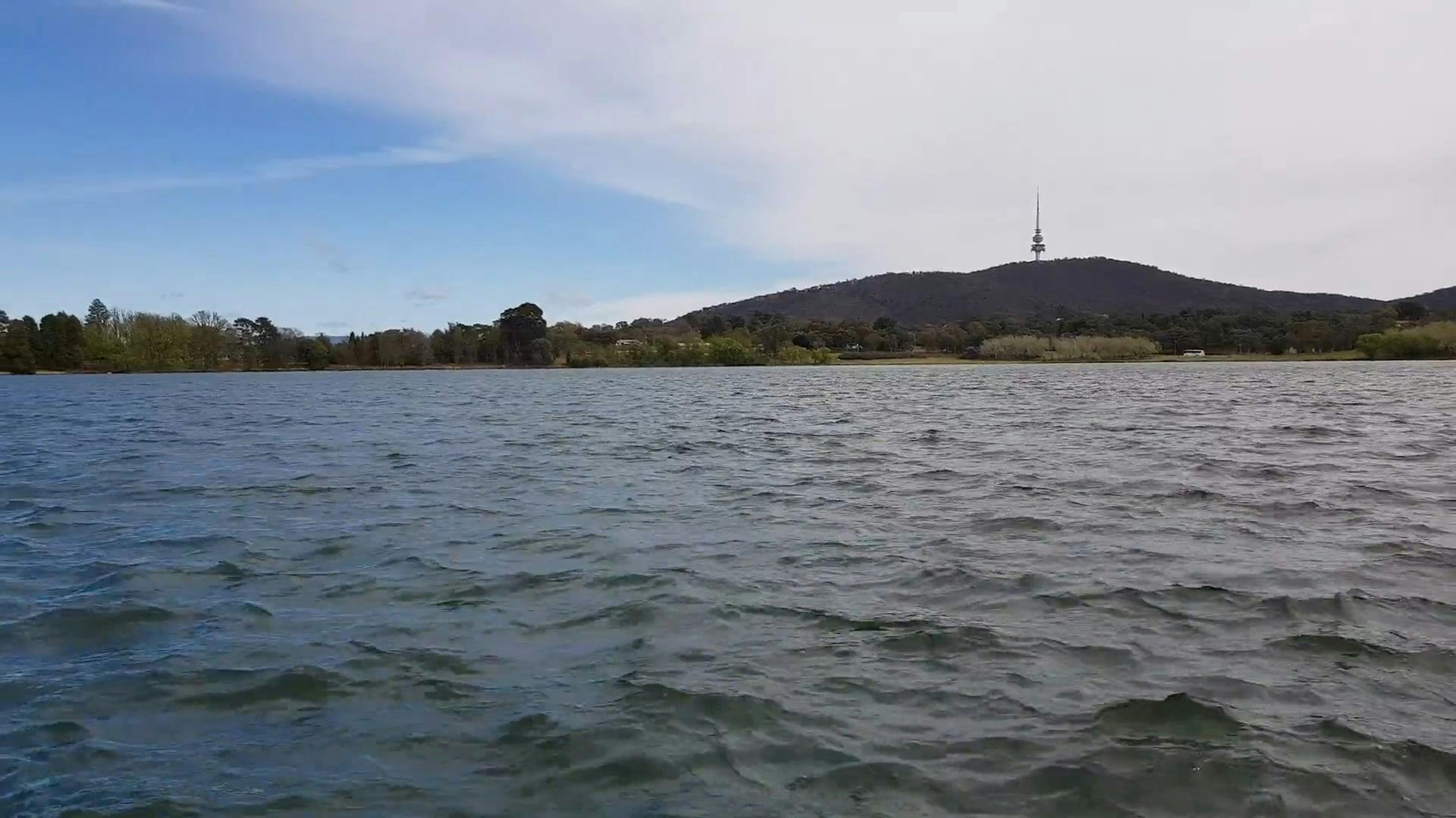 Swan Birds Floating Motionless On A Lake Surface · Free Stock Video