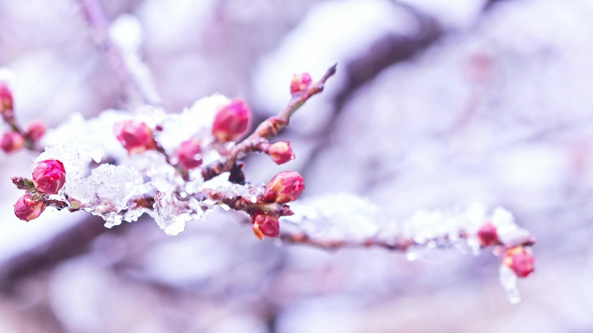 Garden Website Videos, Download The BEST Free 4k Stock Video Footage ...