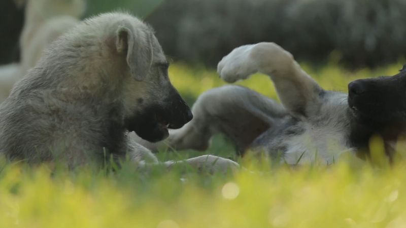 Dogs Playing Videos, Download The BEST Free 4k Stock Video Footage ...
