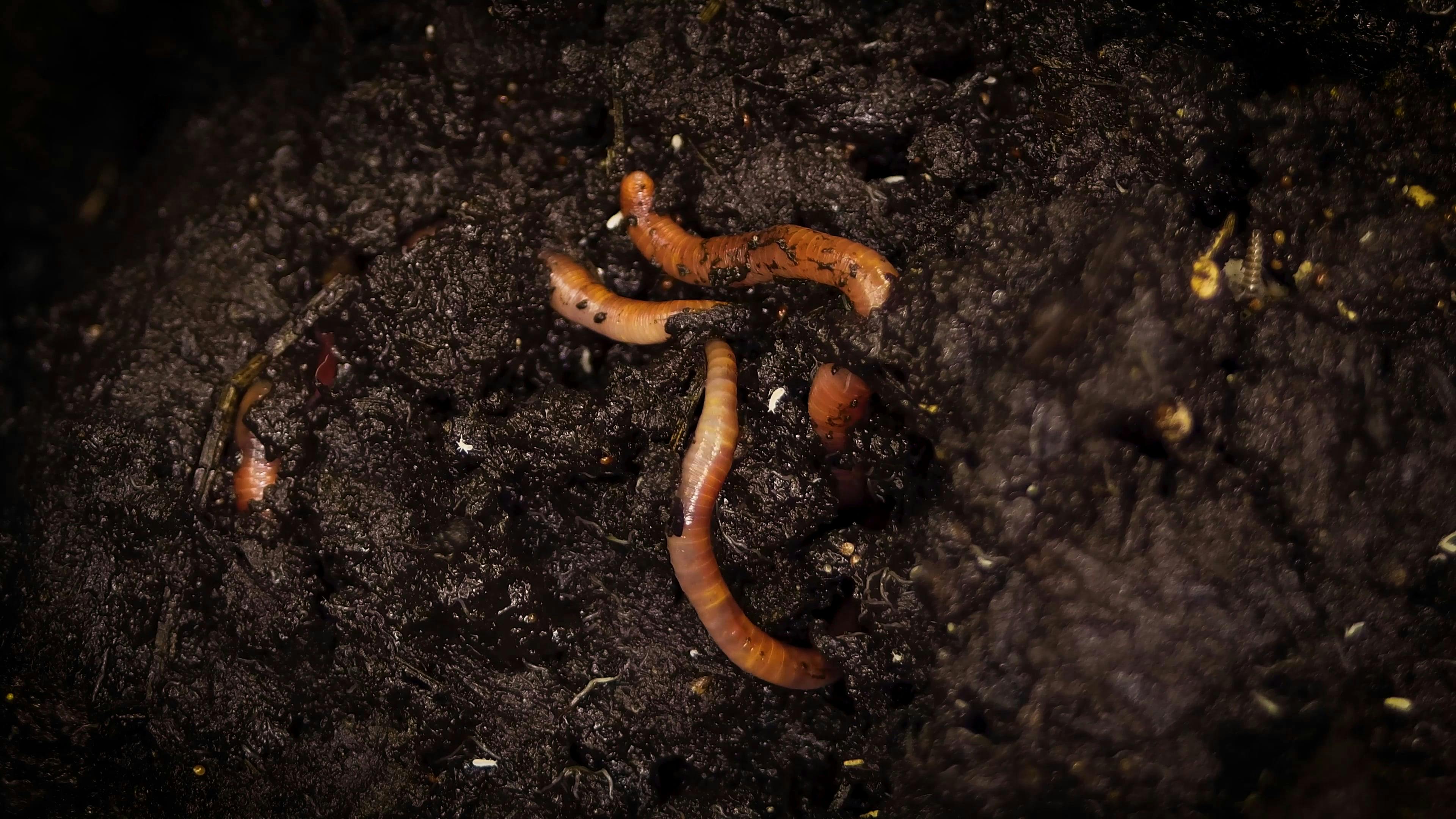 Farming Worms Videos, Download The BEST Free 4k Stock Video Footage ...