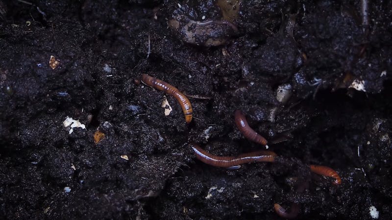 118+ Best Free Worms 4K Stock Video Footage & Royalty-Free HD Video Clips