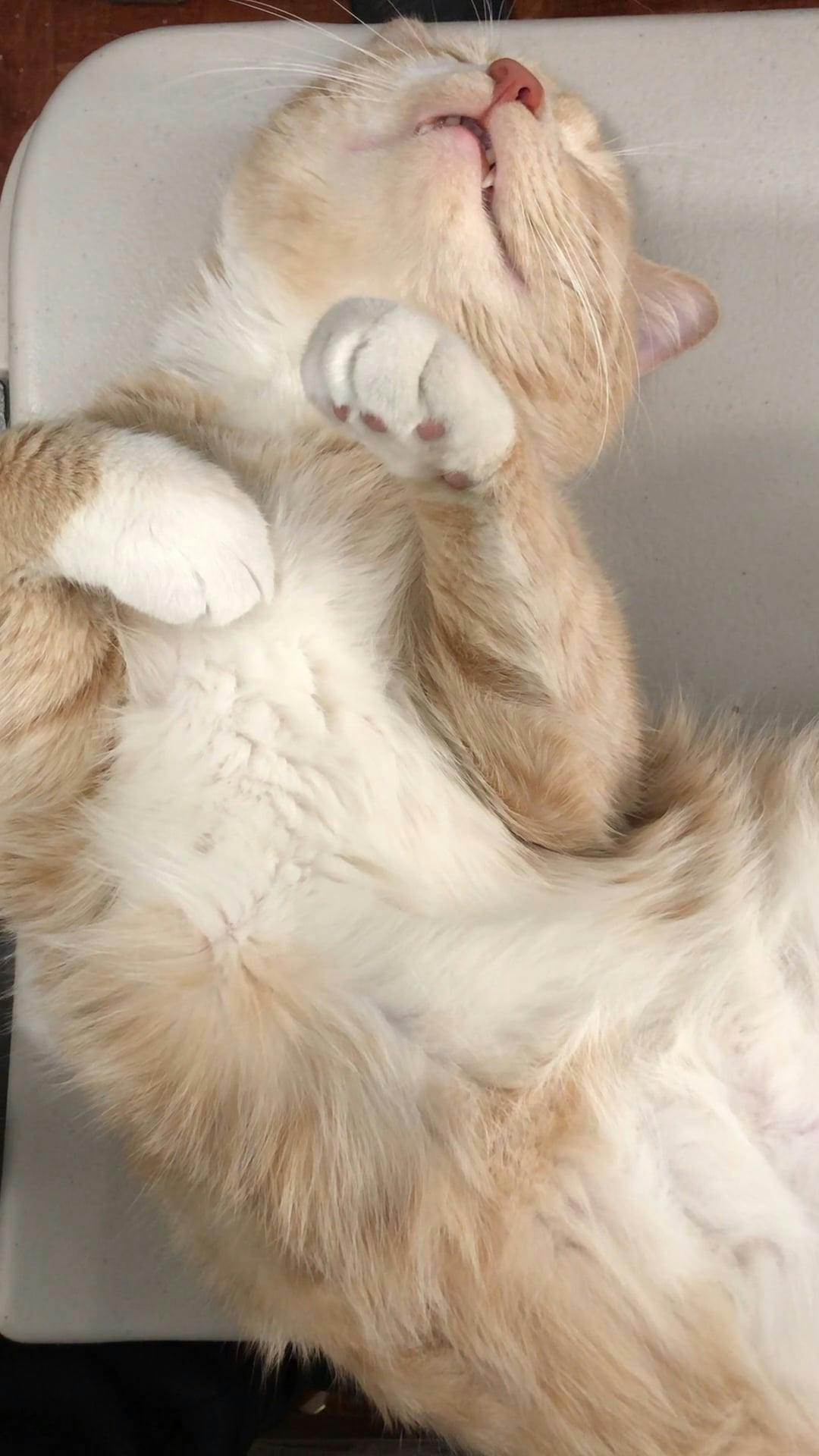 Close-up Of A Cream Beige Furred Cat Sleeping On Its Back · Free Stock ...