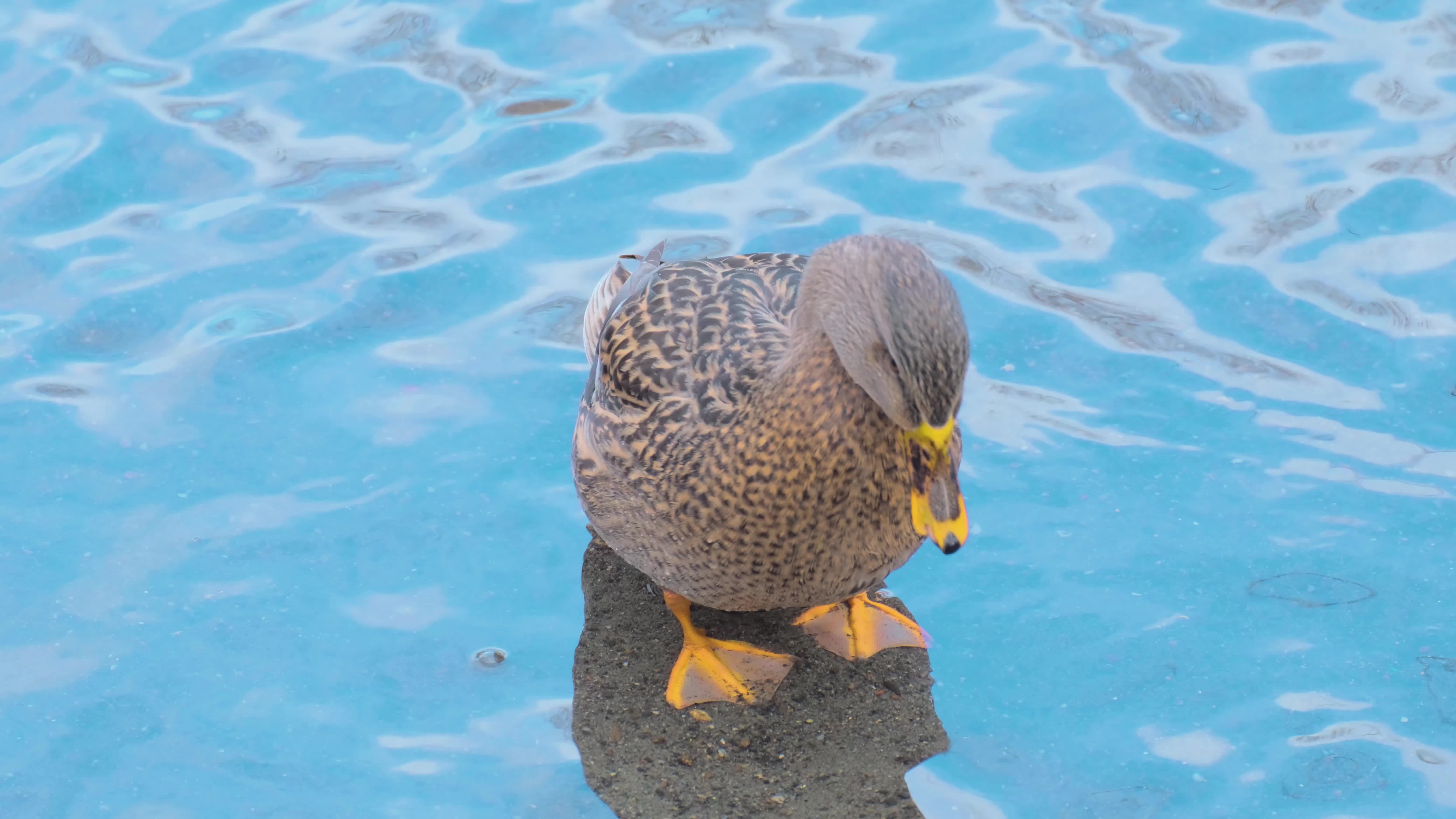 Duck Grooming by Reflective Water in Park Free Stock Video Footage ...