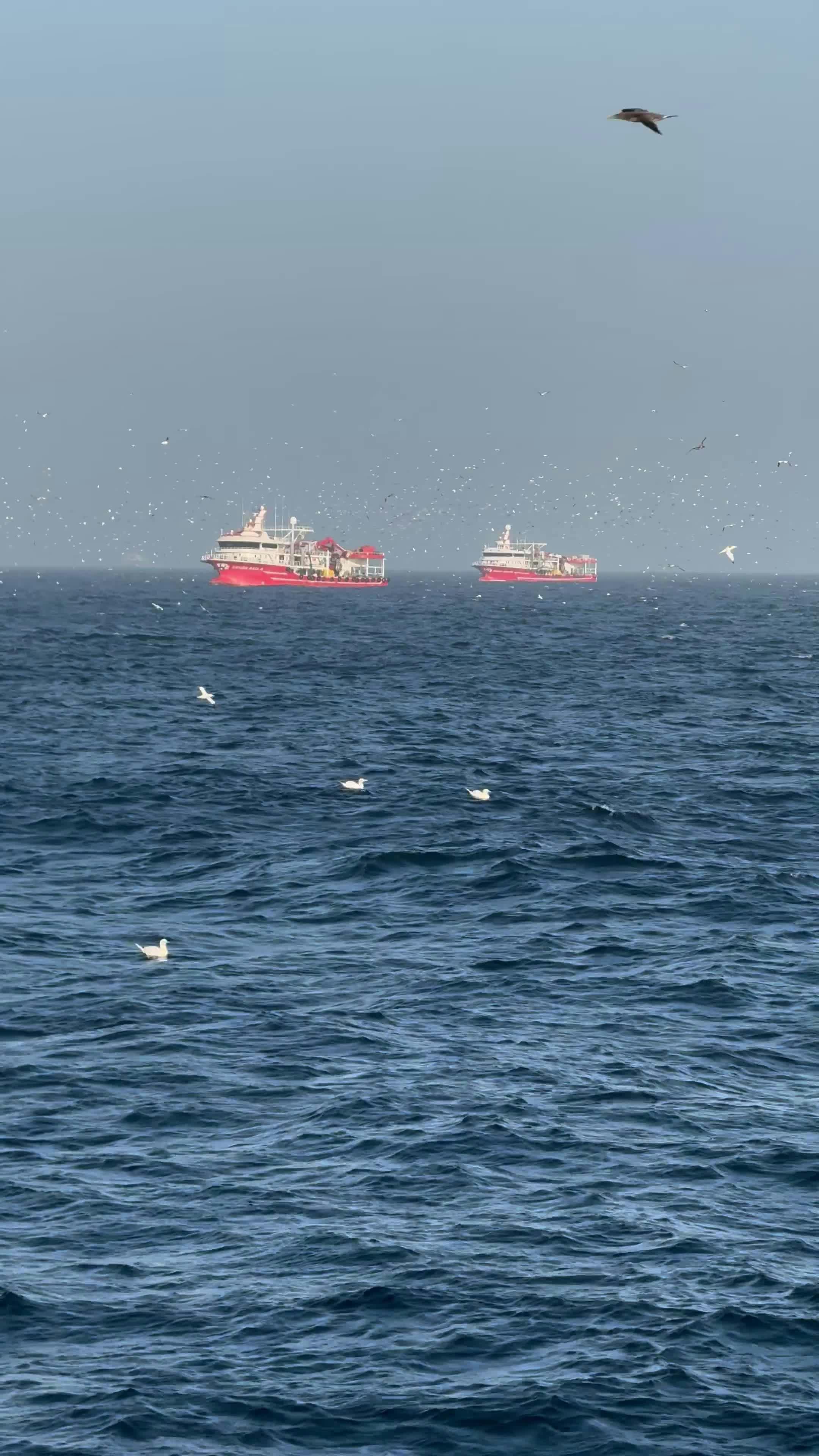 Ships and Birds Over Open Sea at Daytime Free Stock Video Footage ...