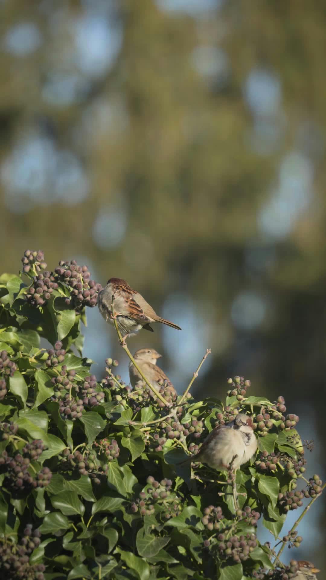 20,000+个最精彩的“Hareketli Arka Plan”视频 · 100%免费下载 · Pexels素材视频
