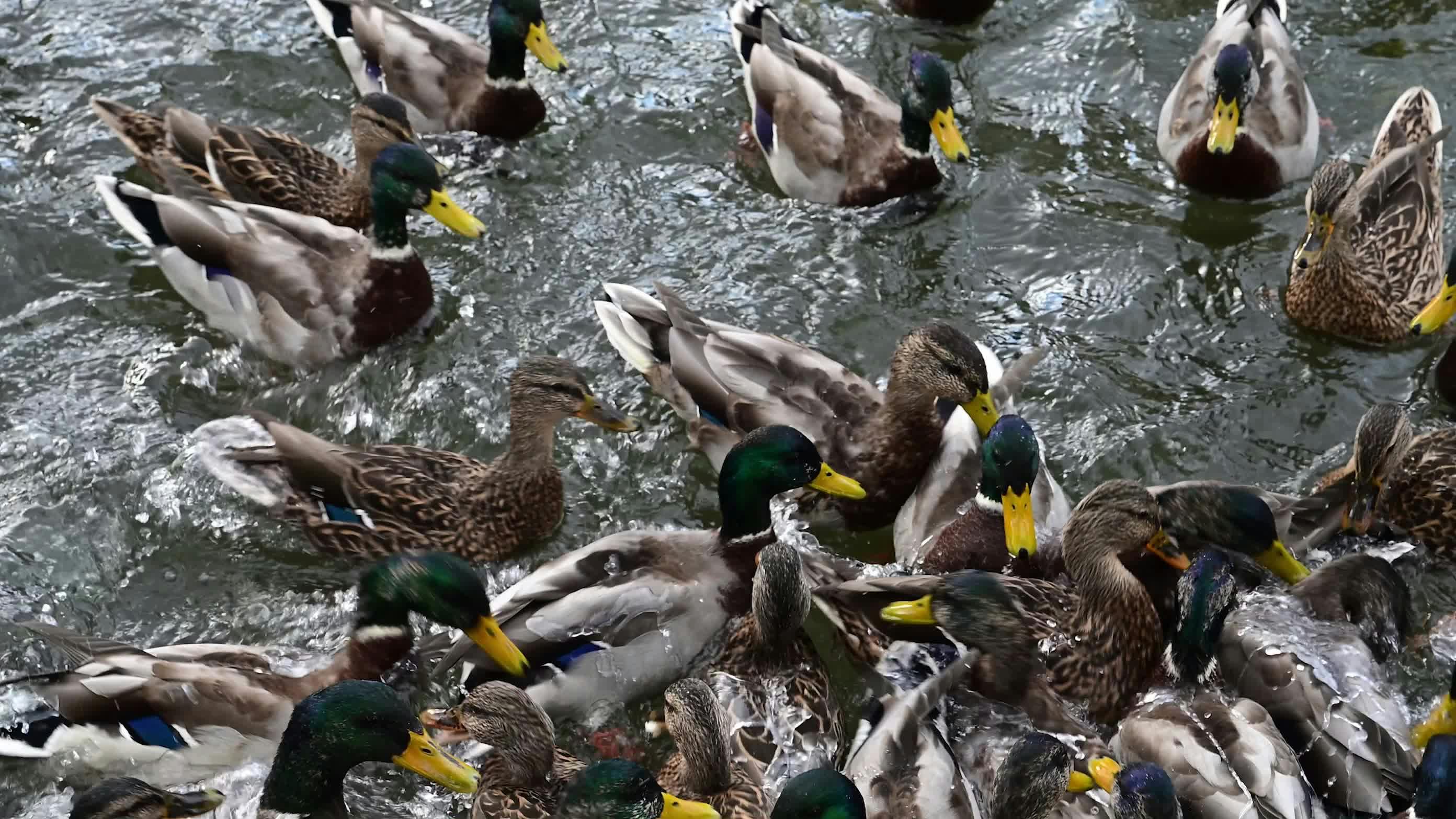 Wild Ducks Videos, Download The BEST Free 4k Stock Video Footage & Wild ...