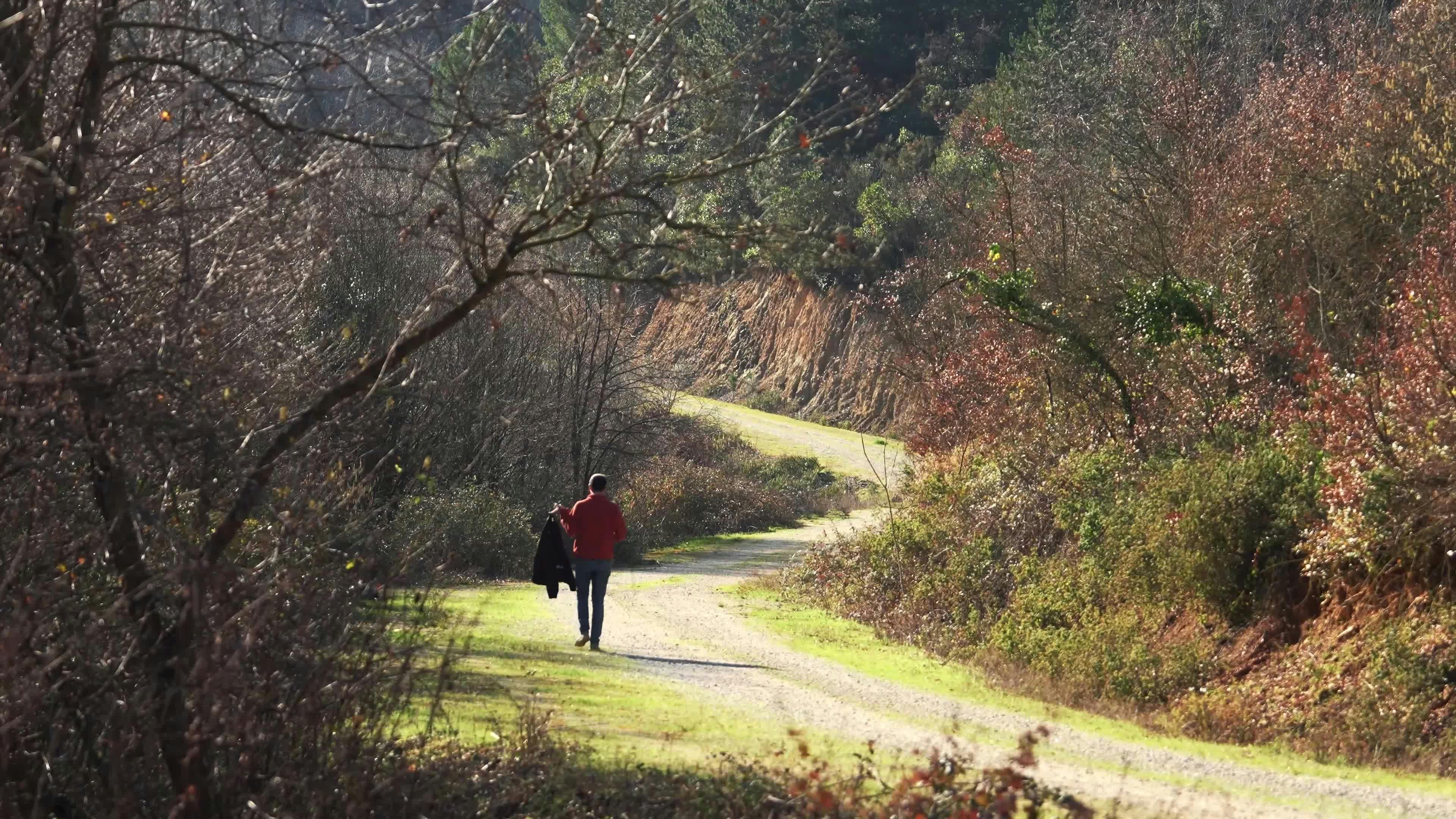Solitary Walk through Autumn Forest Path Free Stock Video Footage ...