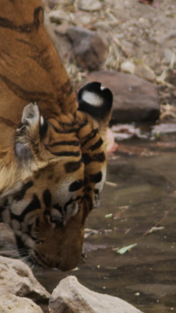 Tiger Video Videos, Download The BEST Free 4k Stock Video Footage ...