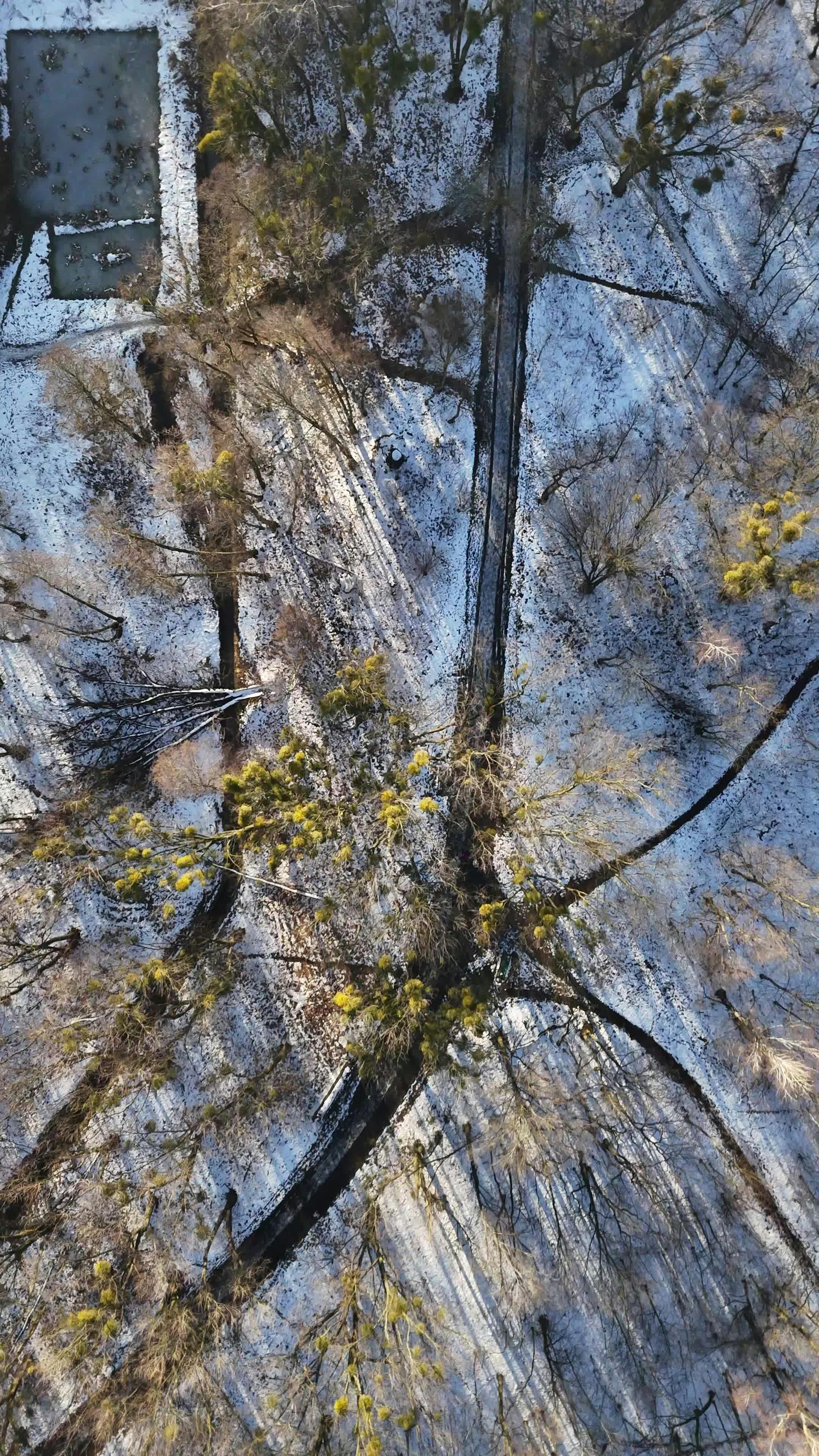 Jungle+Scenery Videos, Download The BEST Free 4k Stock Video Footage ...