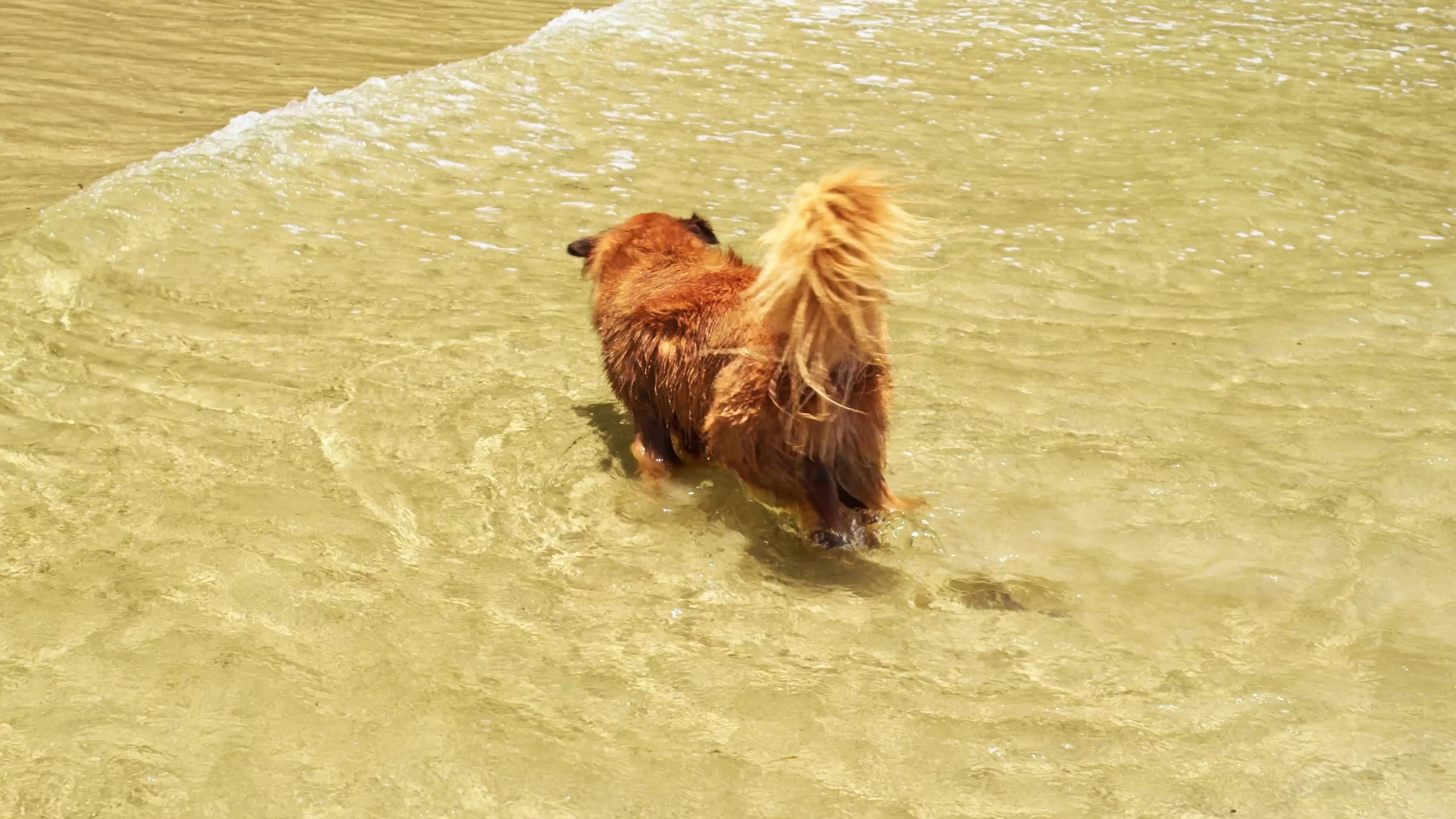 Dog Enjoying Playful Moments on Caribbean Beach Free Stock Video ...
