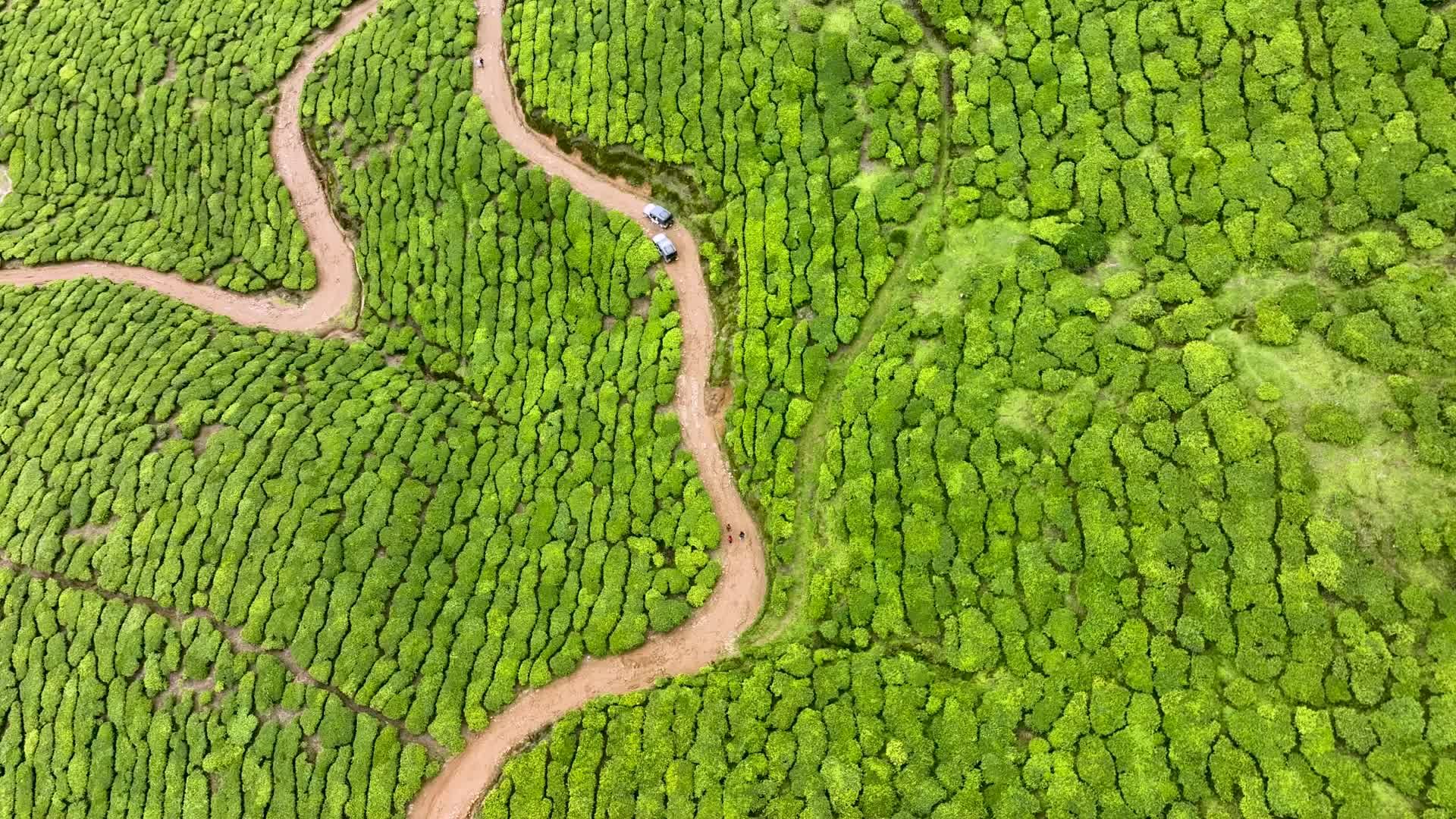 Plantation Pattern Videos, Download The BEST Free 4k Stock Video ...