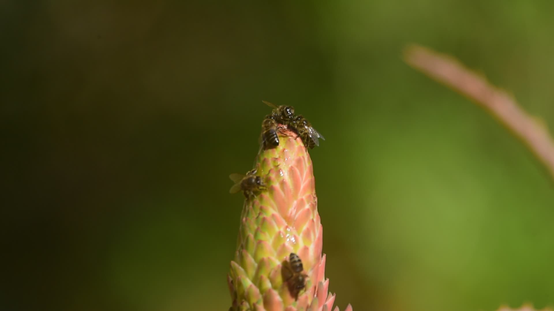 Close-up of Insects on Pine Cone in Nature Free Stock Video Footage ...