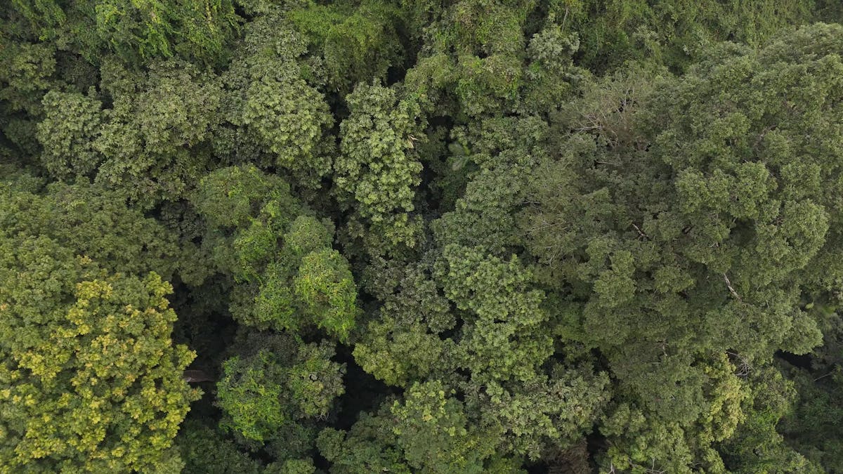 4k Forest Videos, Download The BEST Free 4k Stock Video Footage & 4k ...