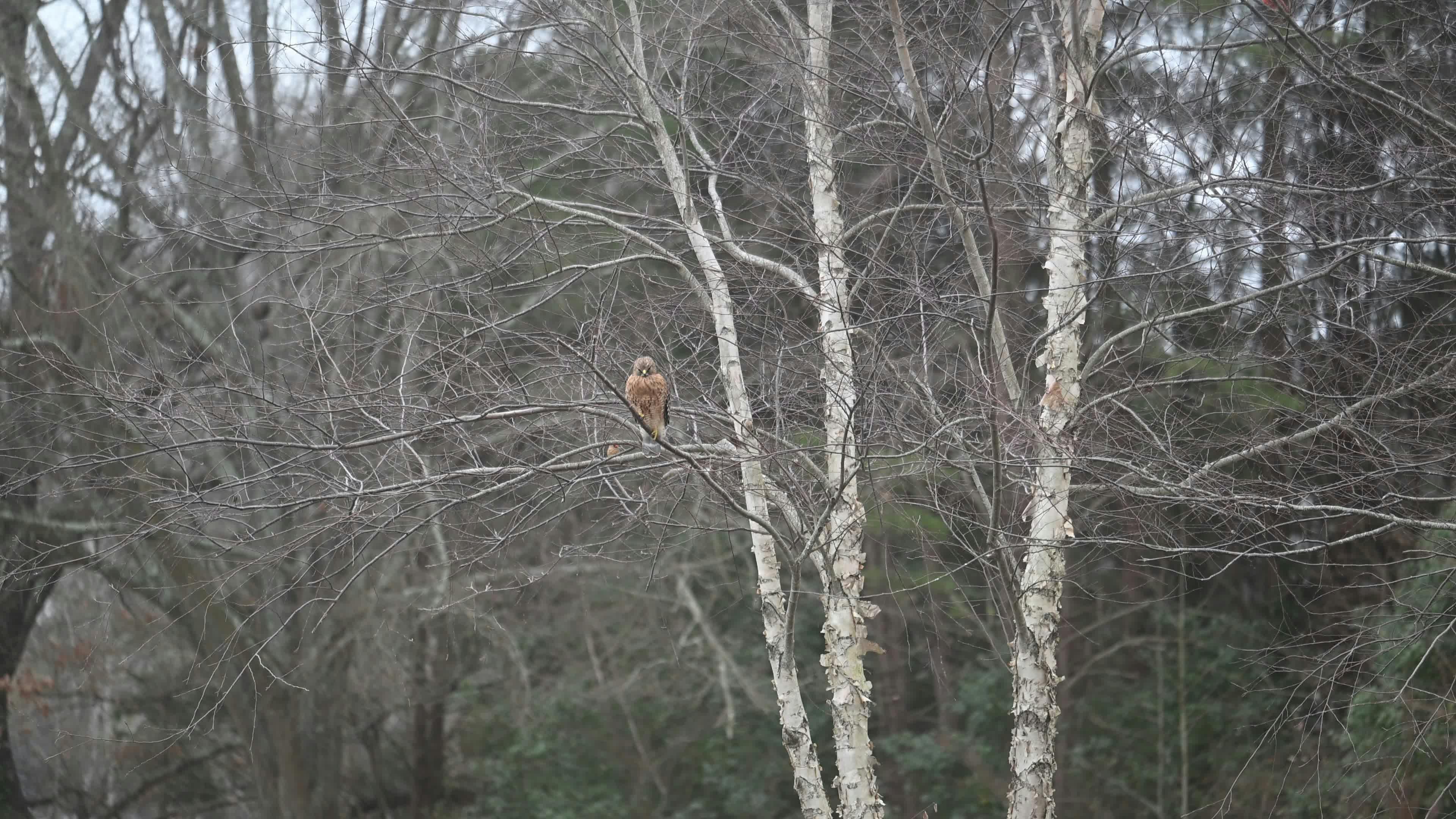 Disappearing Trees Videos, Download The BEST Free 4k Stock Video ...