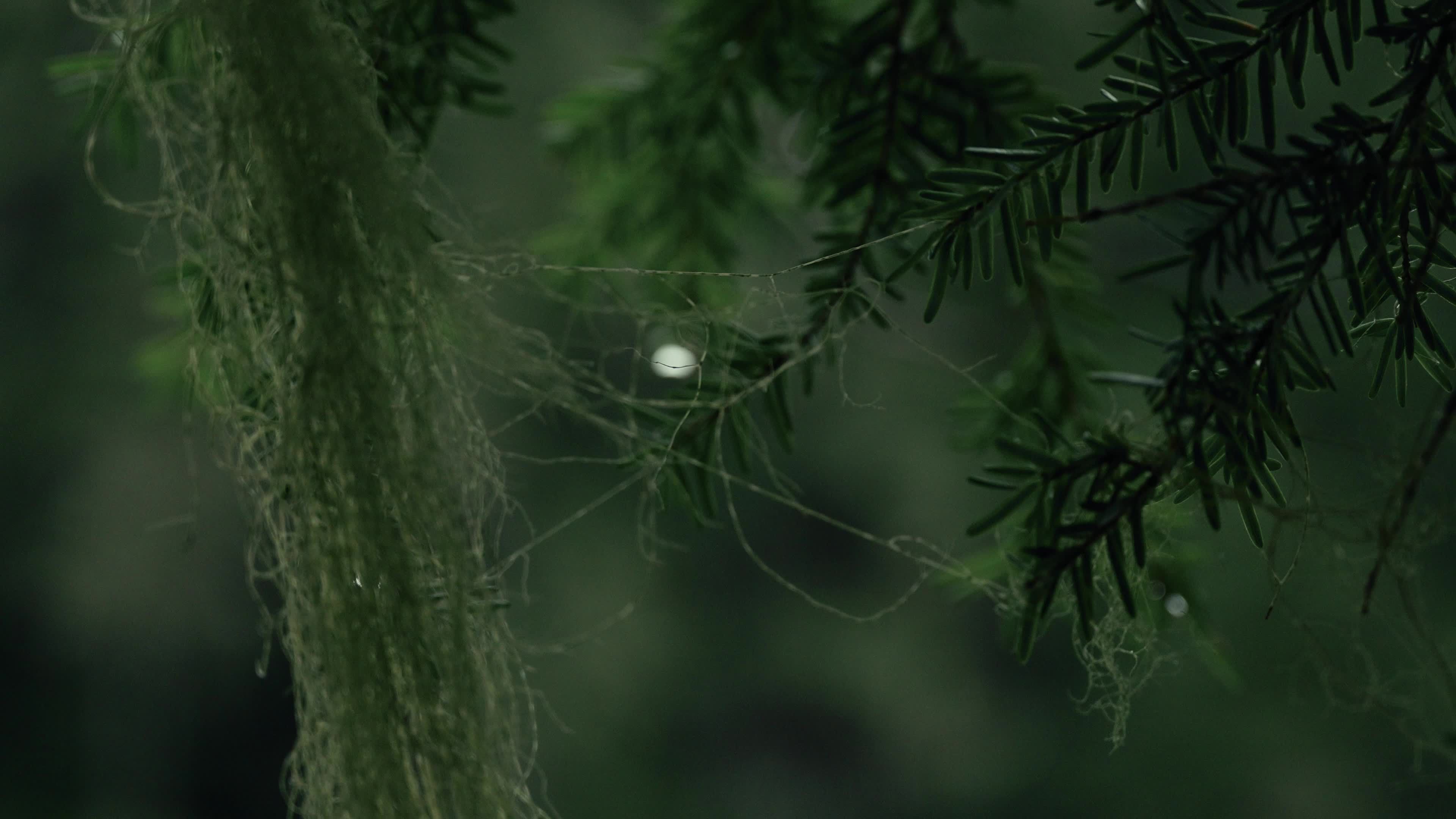 Found Footage Videos Download The Best Free 4k Stock Video Footage