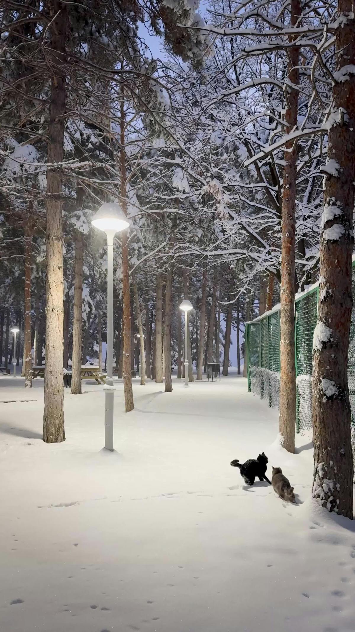 Cats Playing Videos, Download The BEST Free 4k Stock Video Footage ...