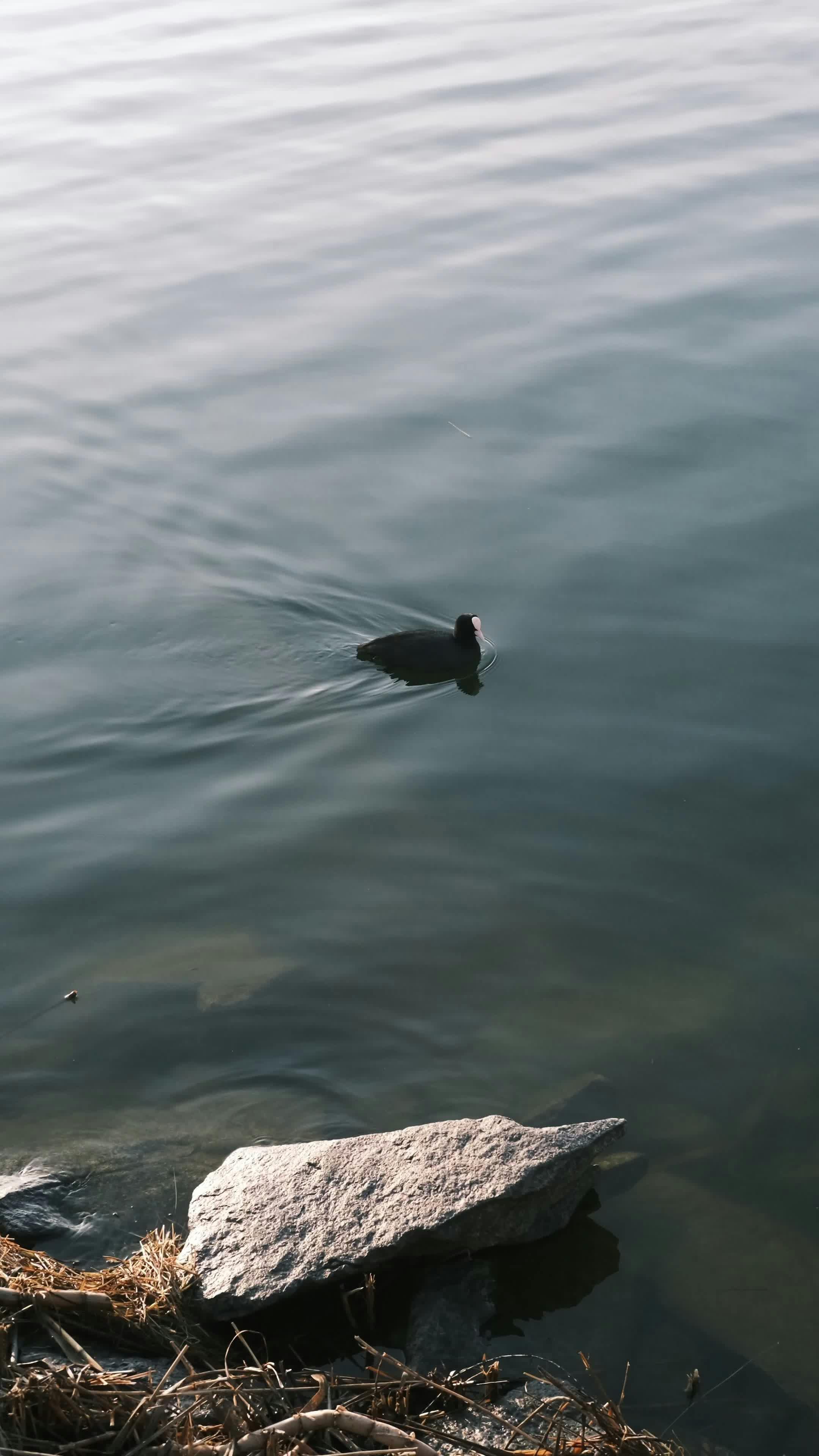 Moody Bird Videos, Download The BEST Free 4k Stock Video Footage & Moody Bird HD Video Clips