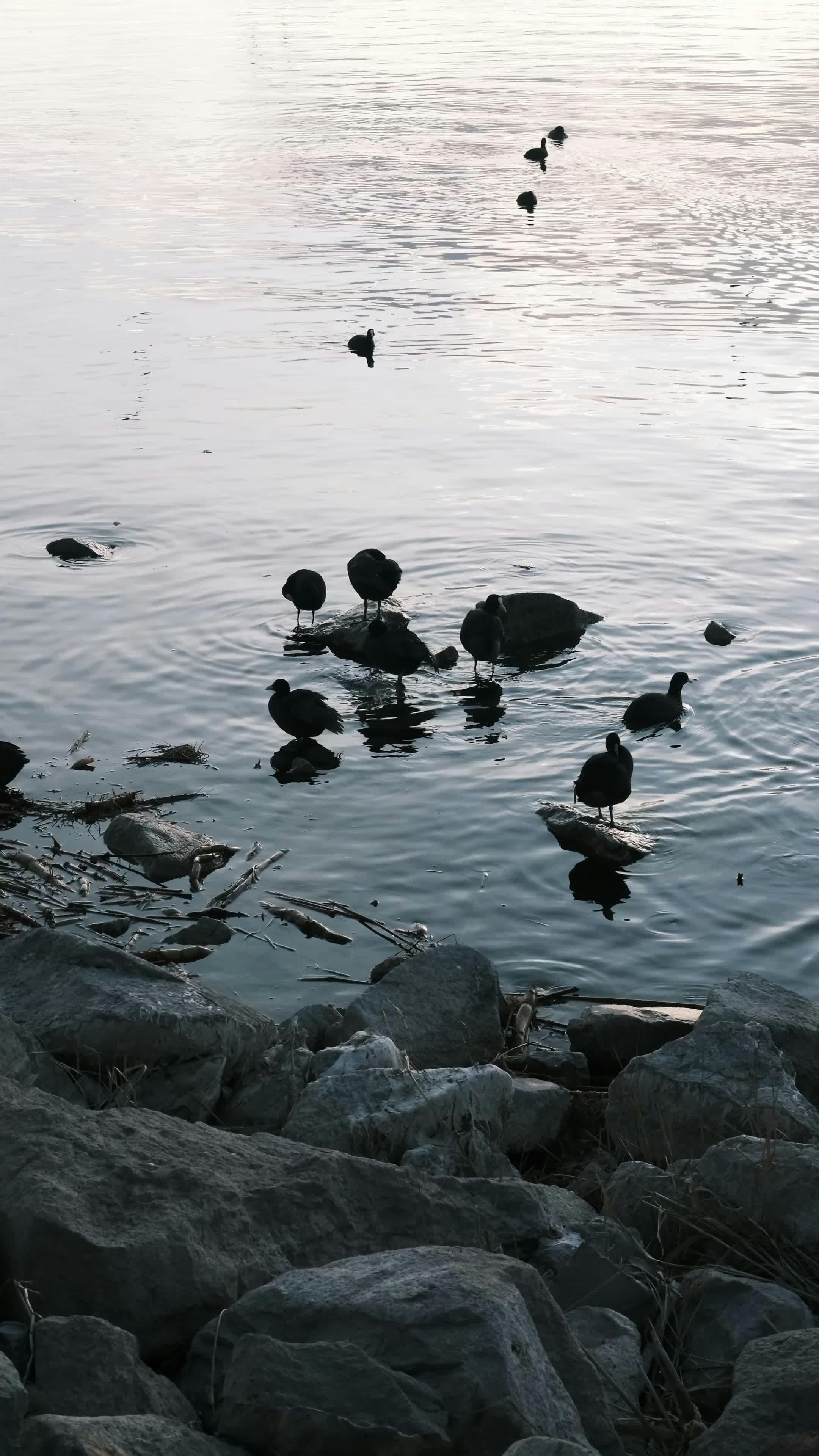 Vertical Evening Videos, Download The BEST Free 4k Stock Video Footage ...