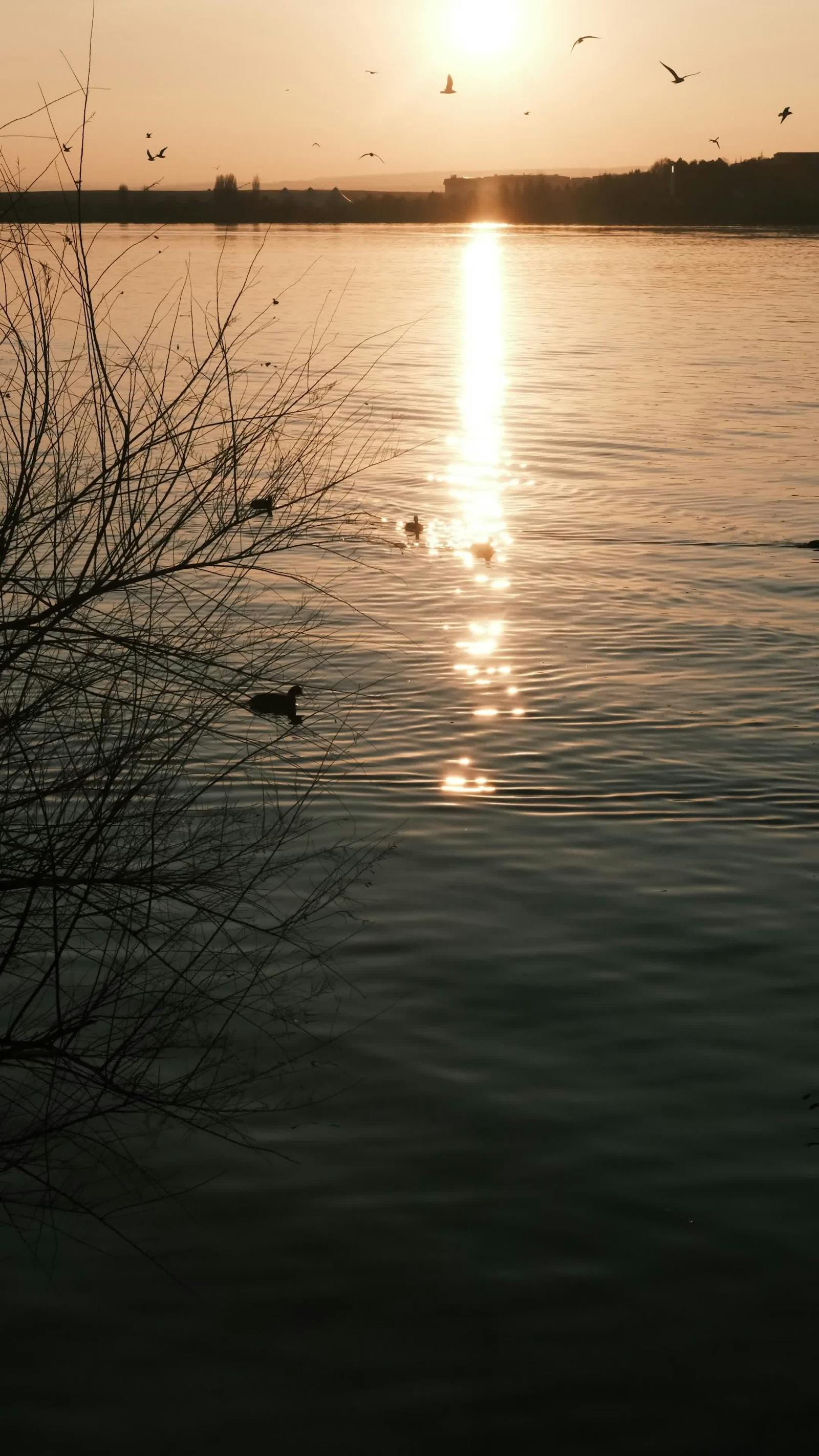 Nature Birds Videos, Download The BEST Free 4k Stock Video Footage ...