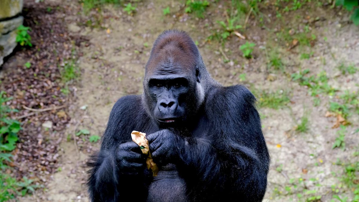 Gorilla+Cartoon Videos, Download The BEST Free 4k Stock Video Footage ...