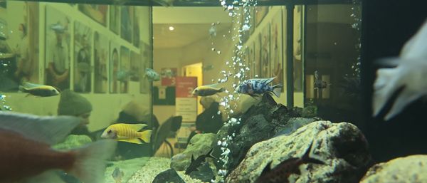 Fish Tank Videos, Download The BEST Free 4k Stock Video Footage & Fish ...