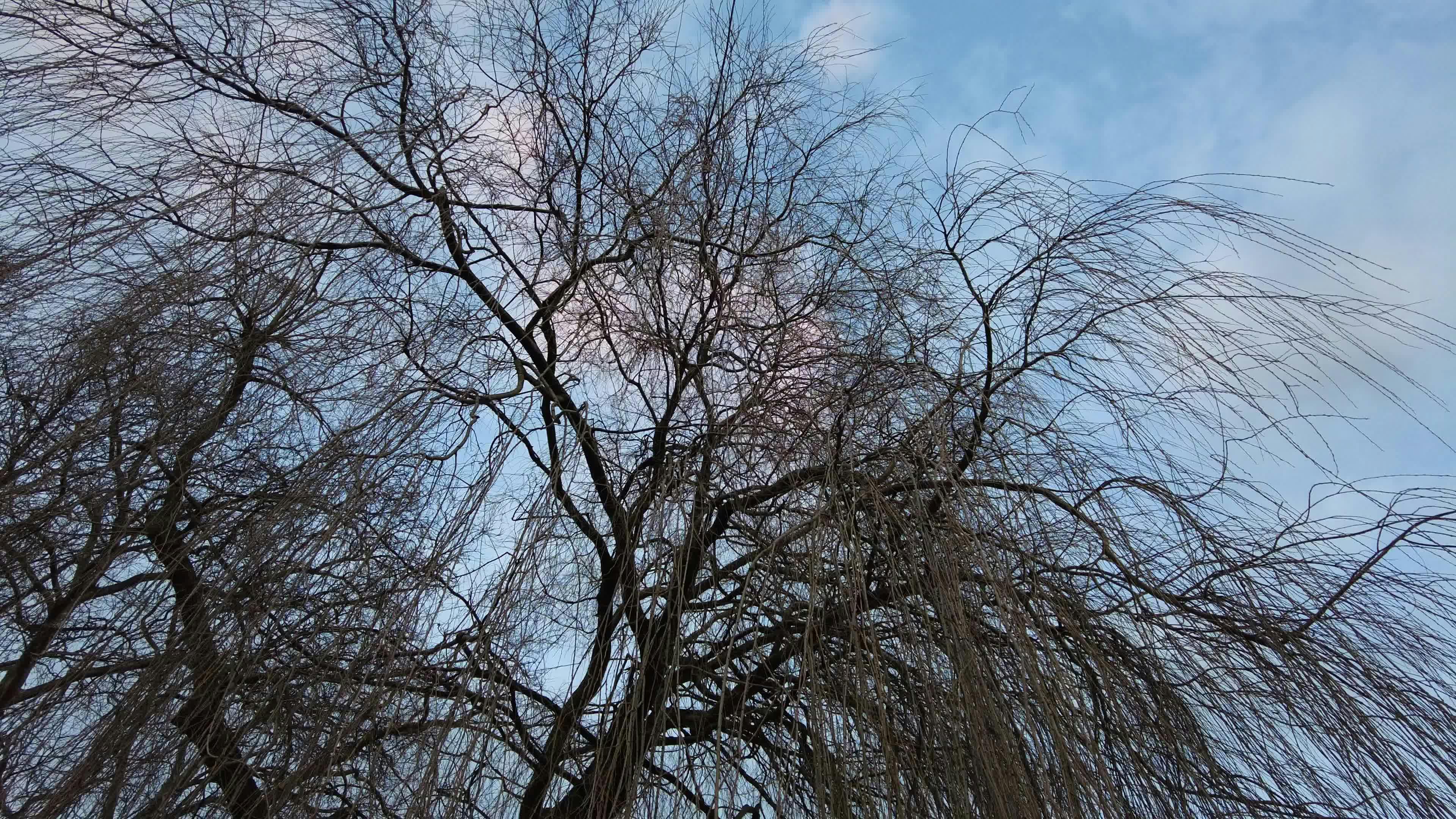Serene Winter Scene with Bare Willow Tree Free Stock Video Footage, Royalty-Free 4K & HD Video Clip