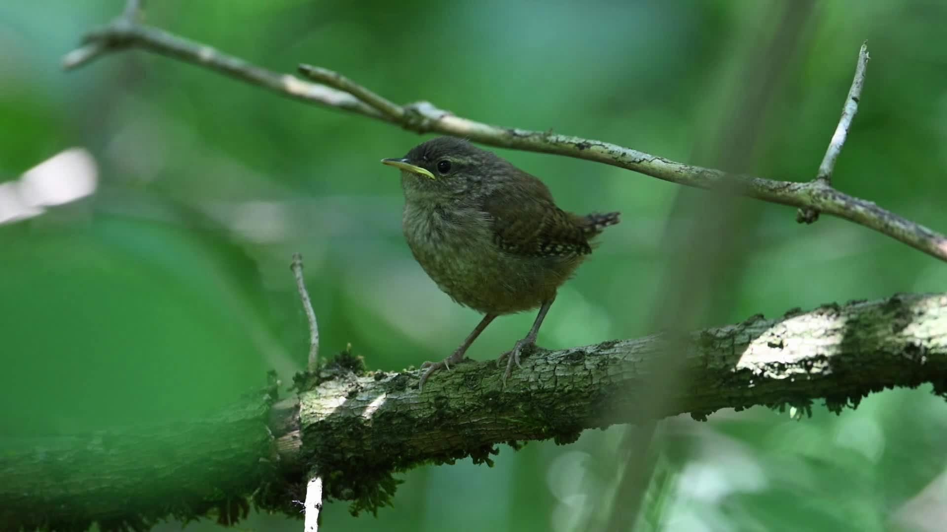 Little Buff Babe Videos, Download The BEST Free 4k Stock Video Footage ...