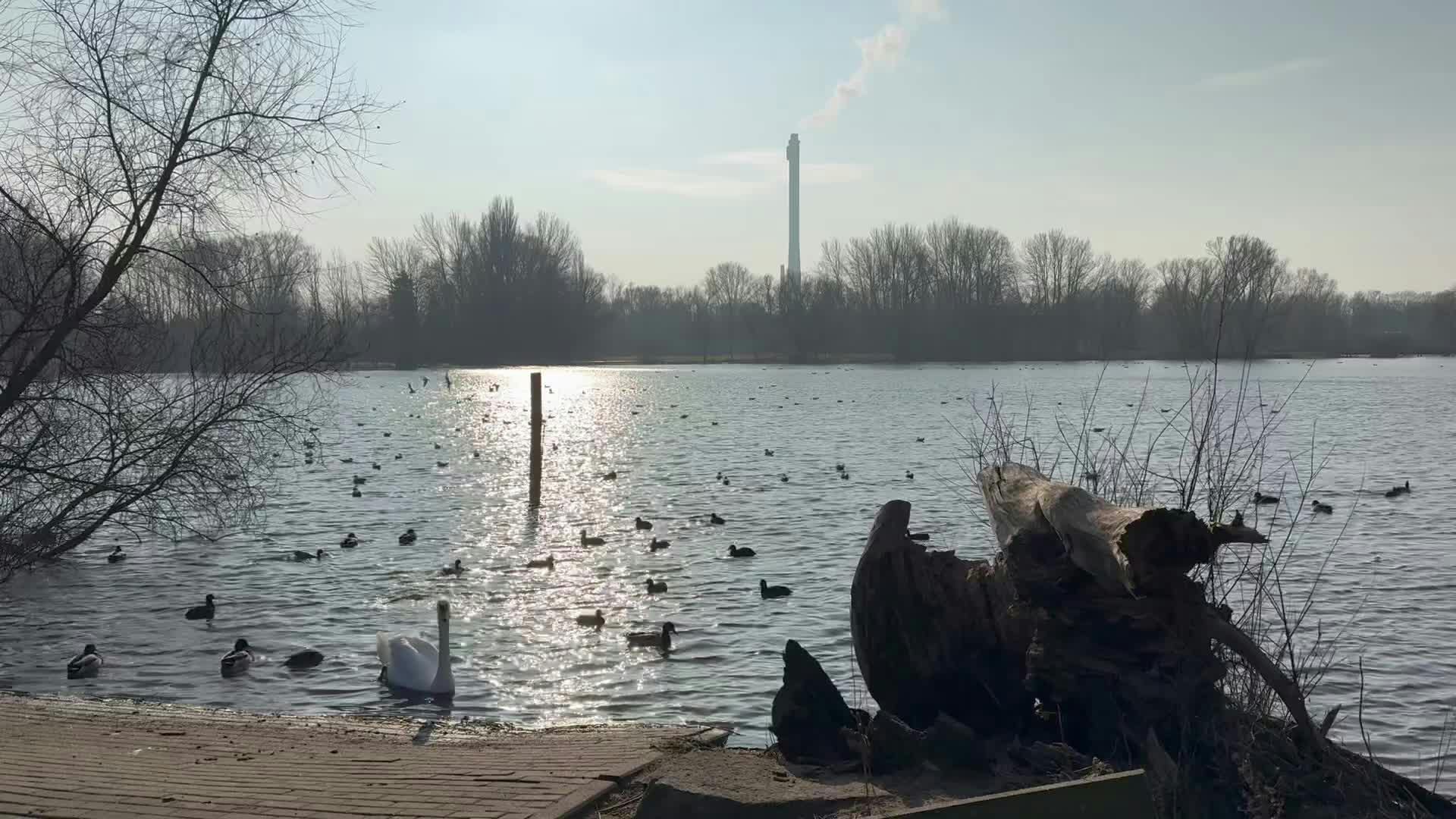 Duck Zoom Anruf Videos, Download The BEST Free 4k Stock Video Footage ...