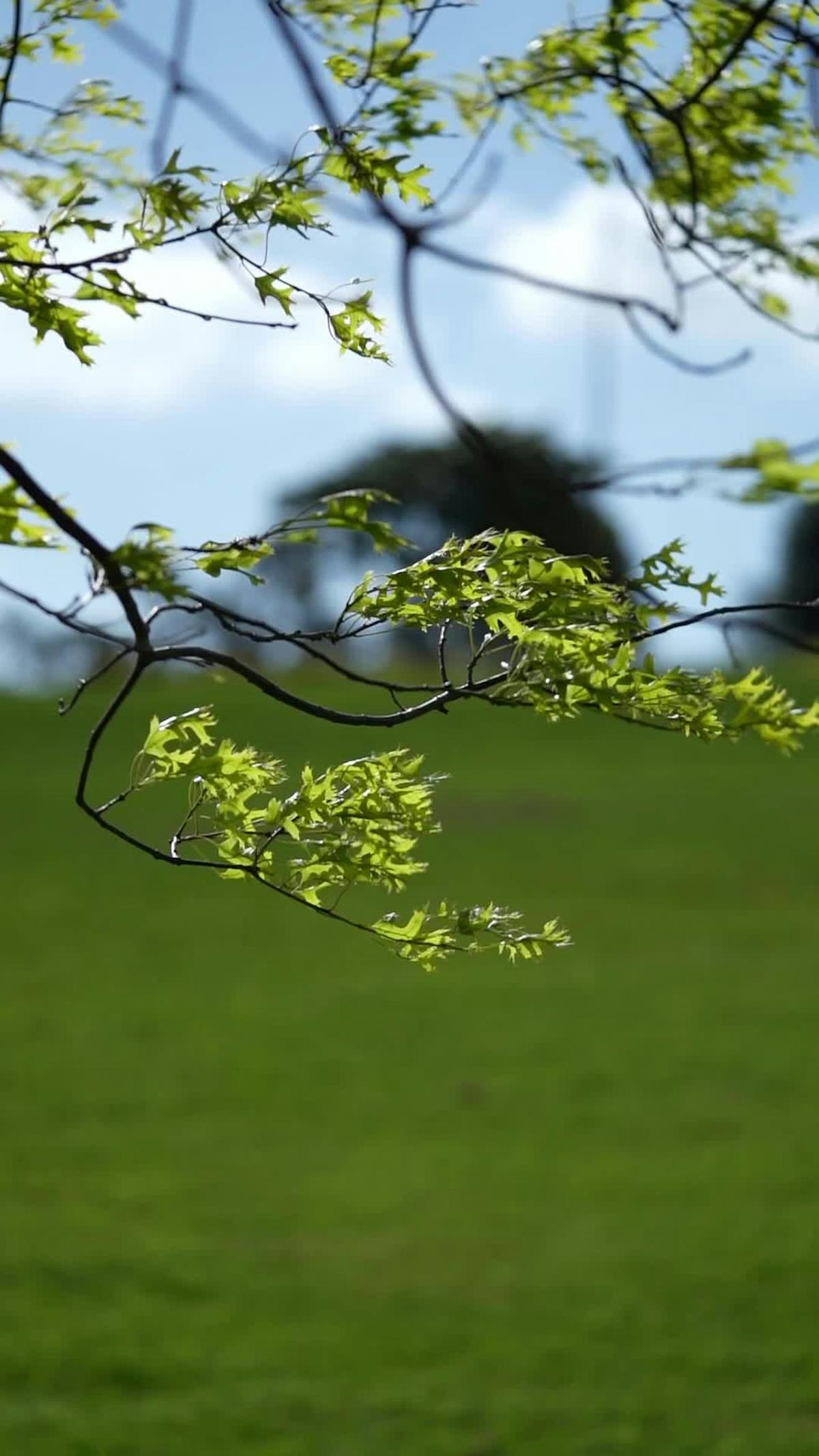 Short Clips Videos, Download The BEST Free 4k Stock Video Footage ...