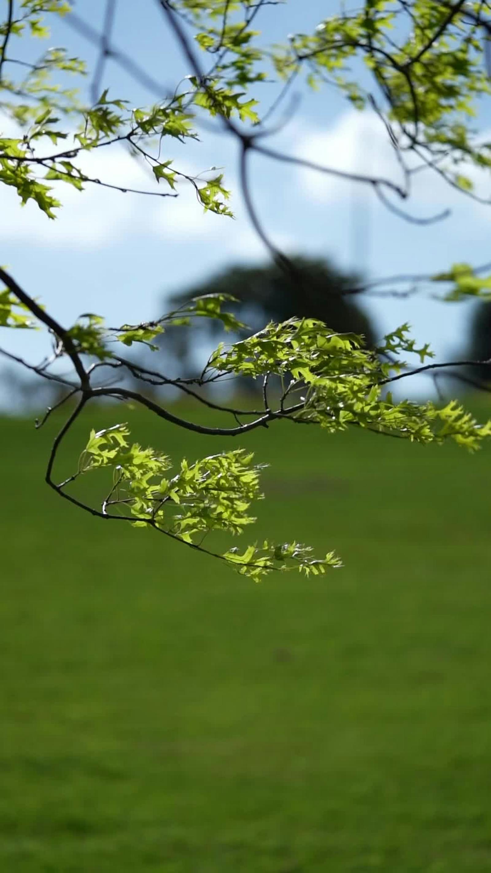 Short Clips Videos, Download The BEST Free 4k Stock Video Footage ...