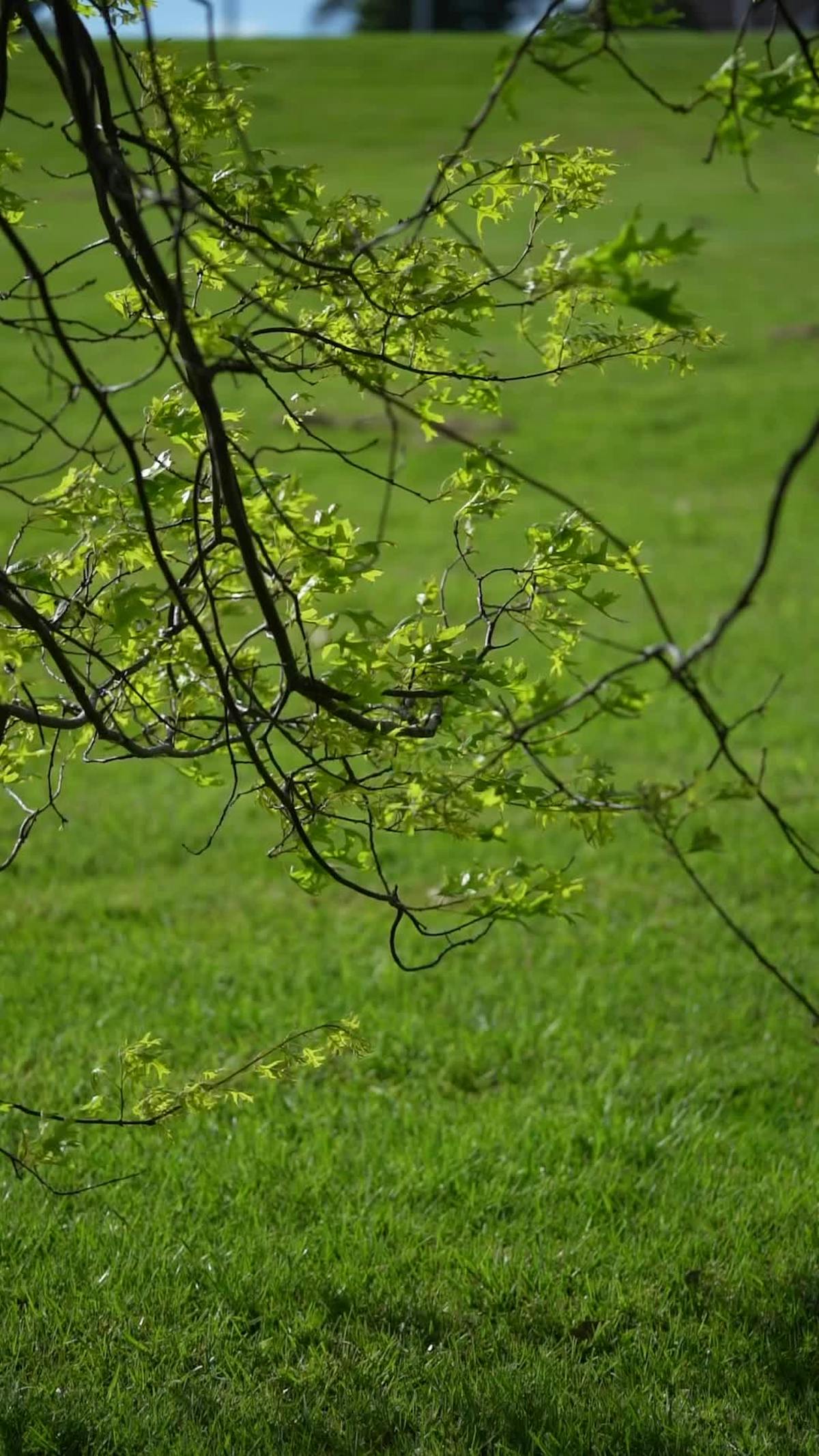 Meme Clips Videos, Download The BEST Free 4k Stock Video Footage & Meme Clips HD Video Clips