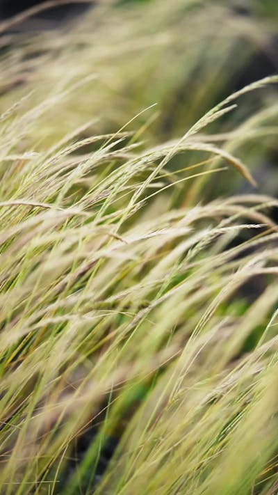 Meme Clips Videos, Download The BEST Free 4k Stock Video Footage & Meme ...