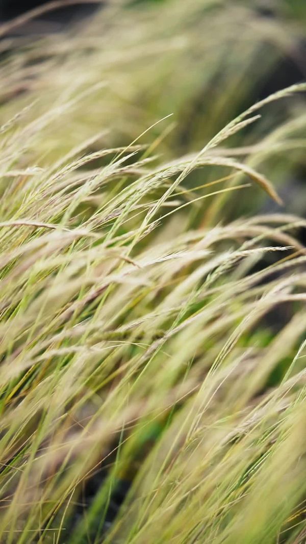 Short Clips Videos, Download The BEST Free 4k Stock Video Footage ...